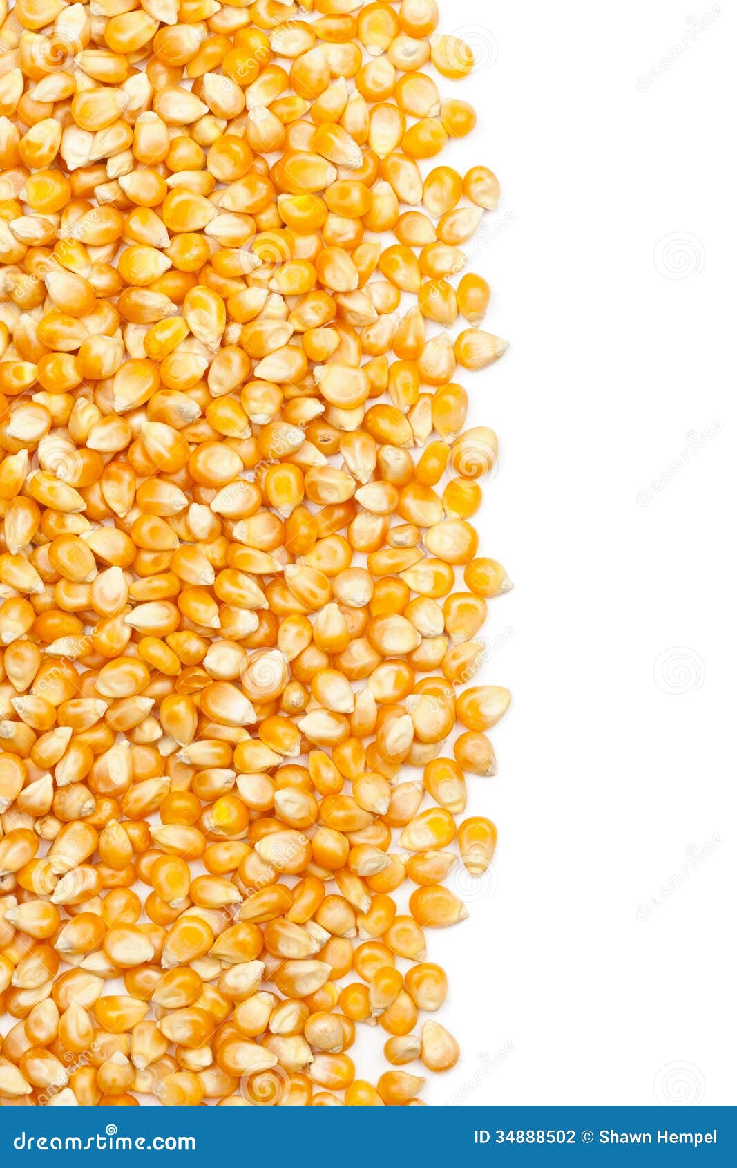 Corn kernels stock photo. Image of healthy, yellow, loose - 34888502