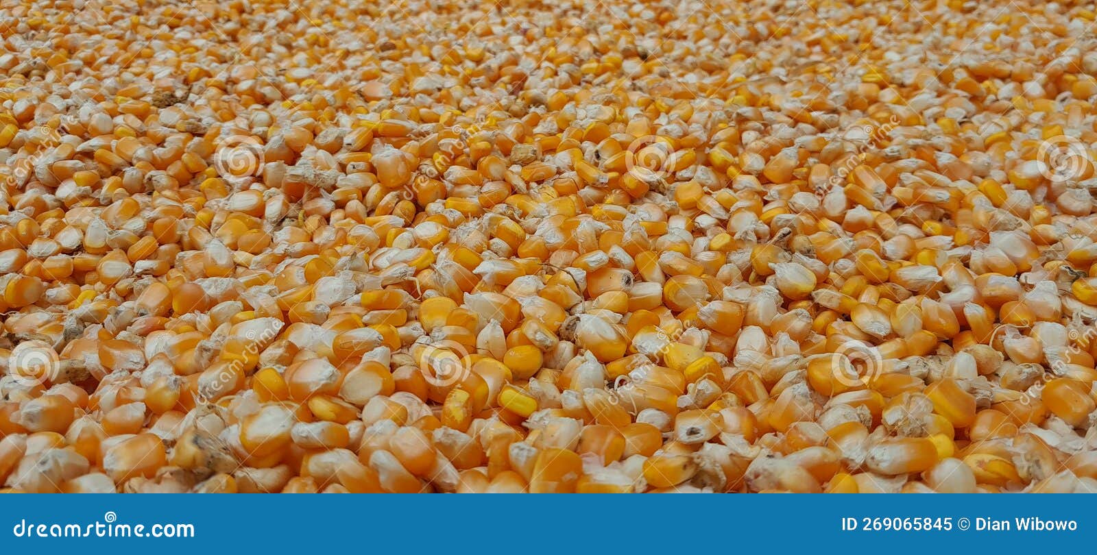 Corn Kernels are Drying. Close Up Capture of Yellow Corn Stock Image ...