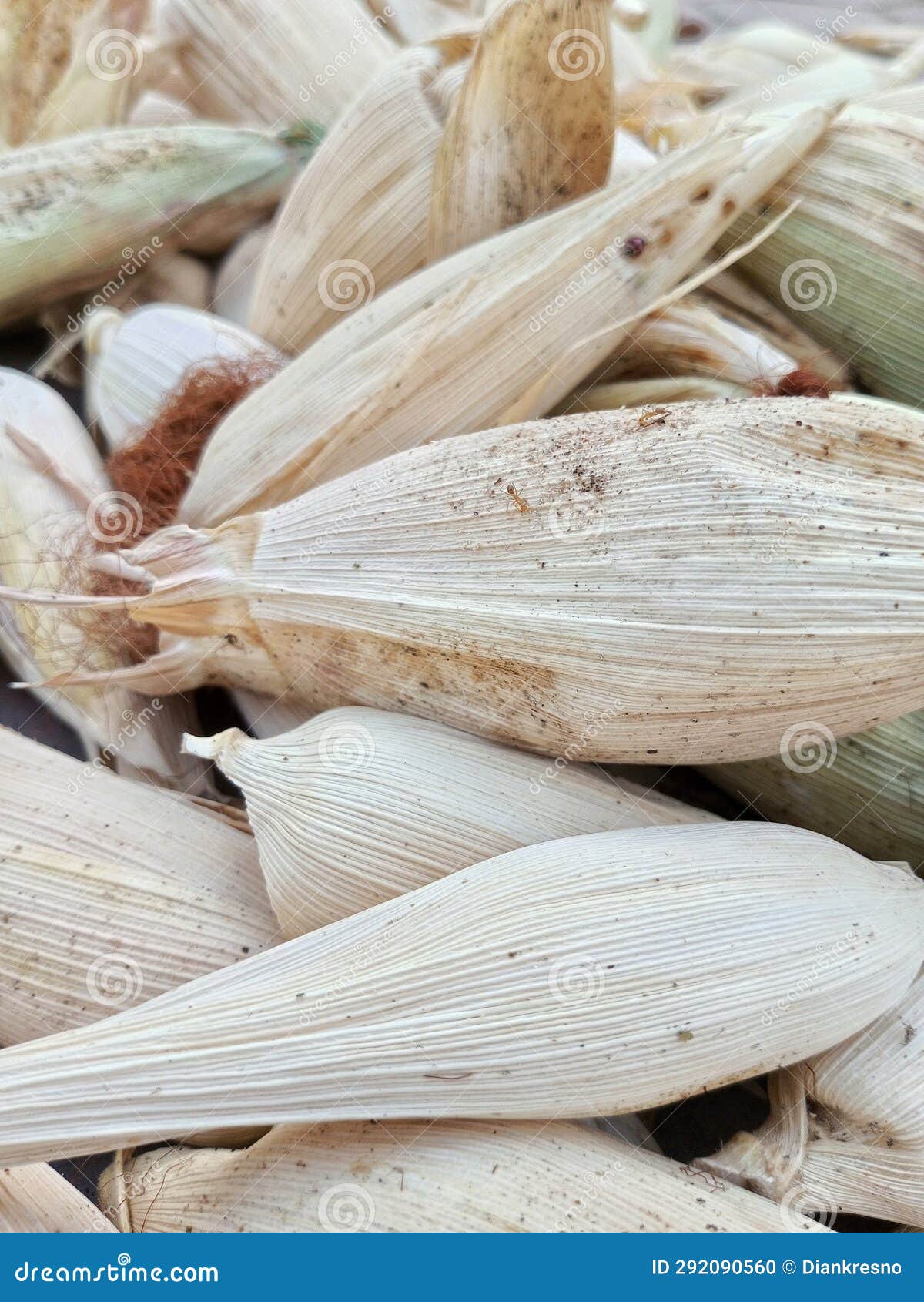 Corn Kernels Drying on the Floor Stock Photo - Image of corn ...
