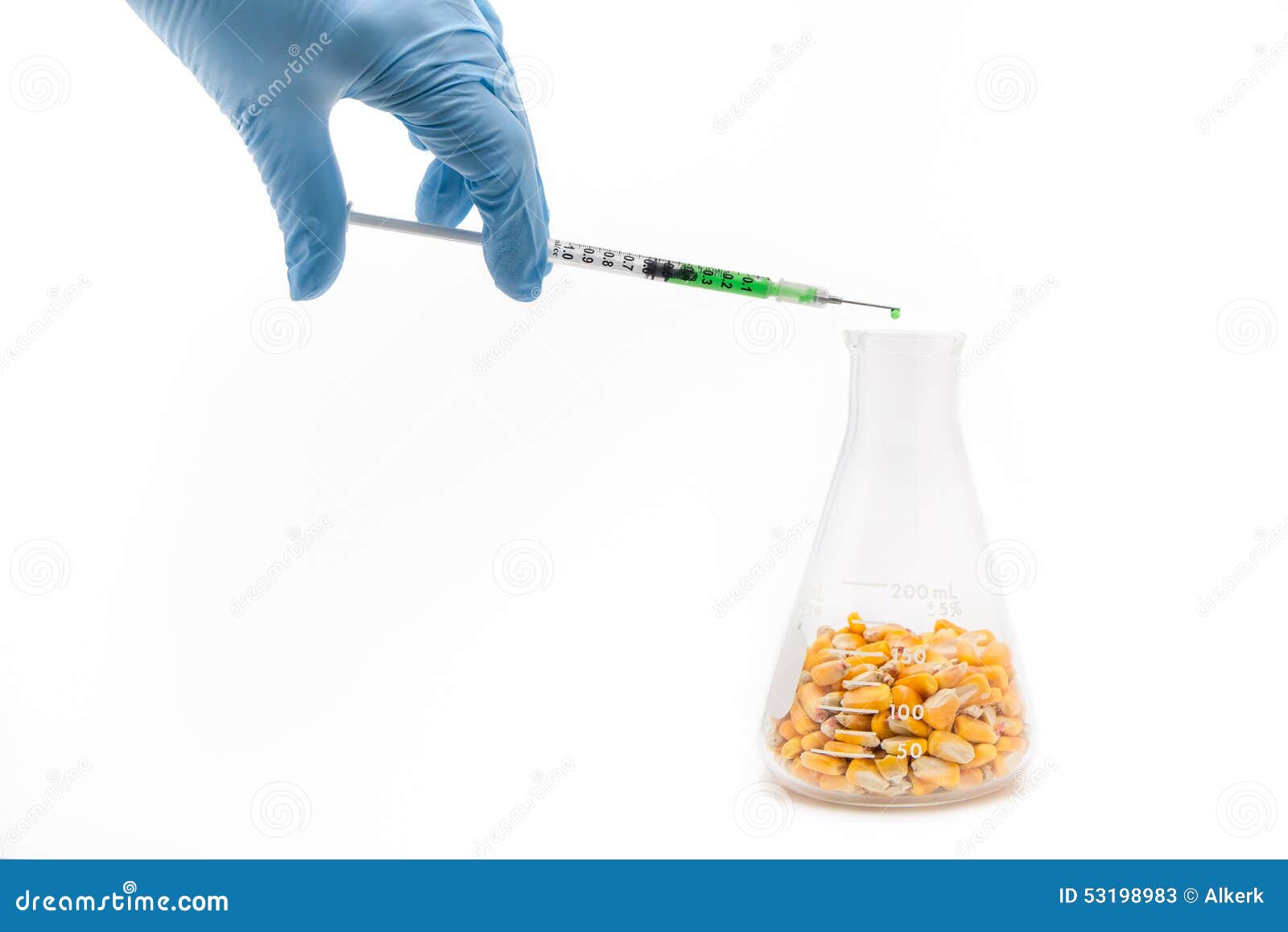 Corn Kernels in an Erlenmeyer Flask Being Treated in an Experiment ...