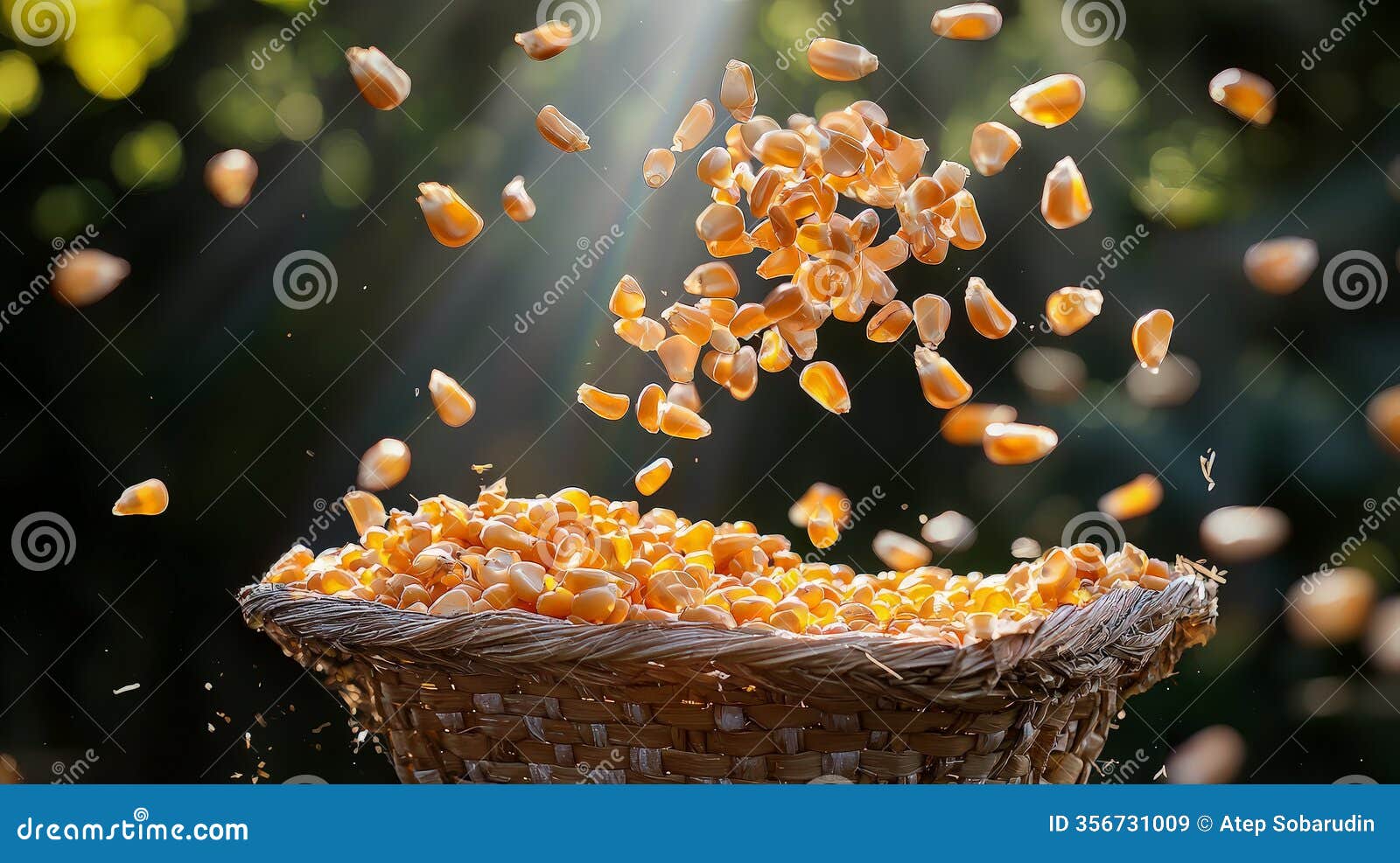 Corn Kernels Falling into Basket, Outdoors, Sunlight. Food Packaging ...