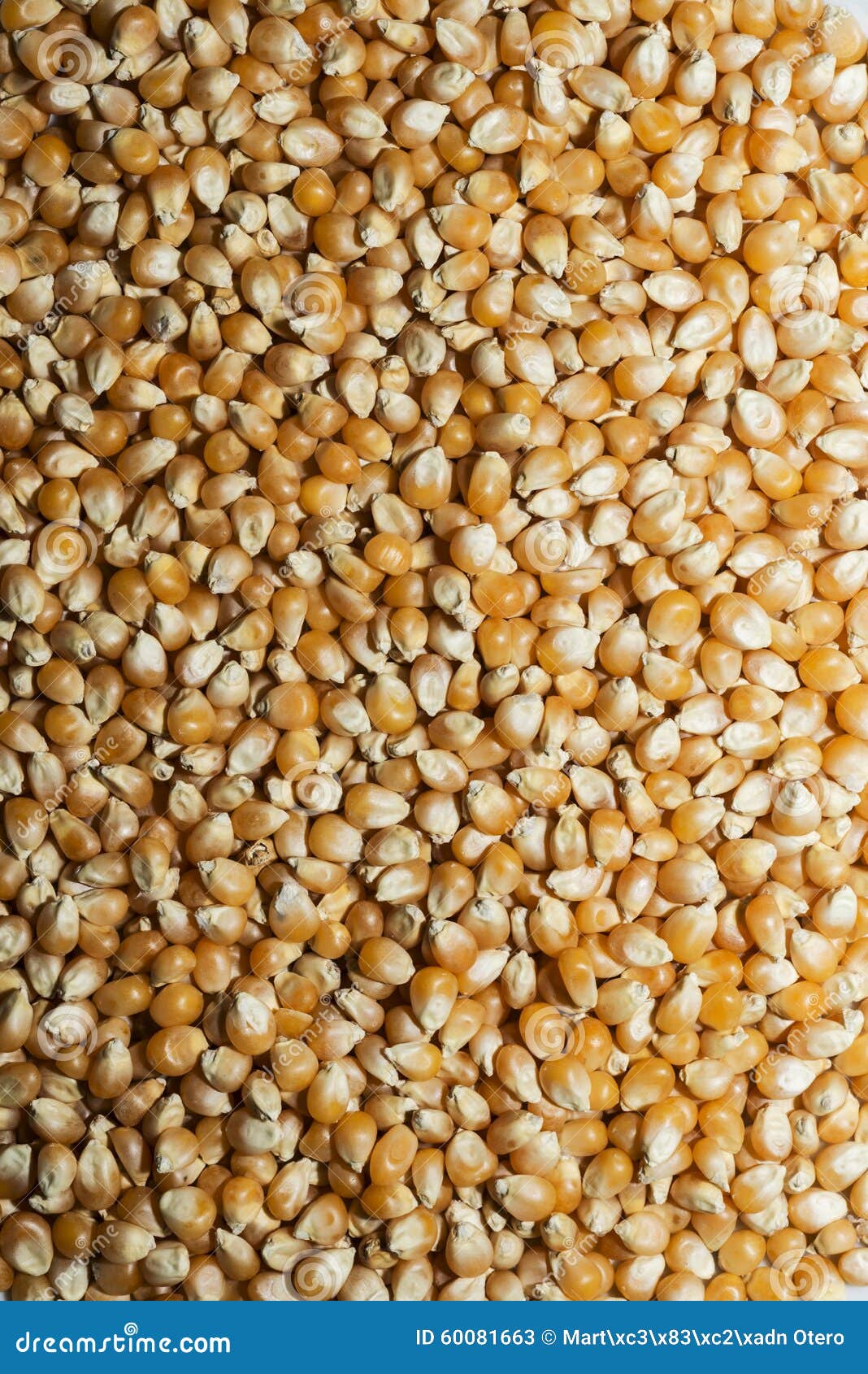 Corn stock image. Image of food, cooking, farm, background - 60081663