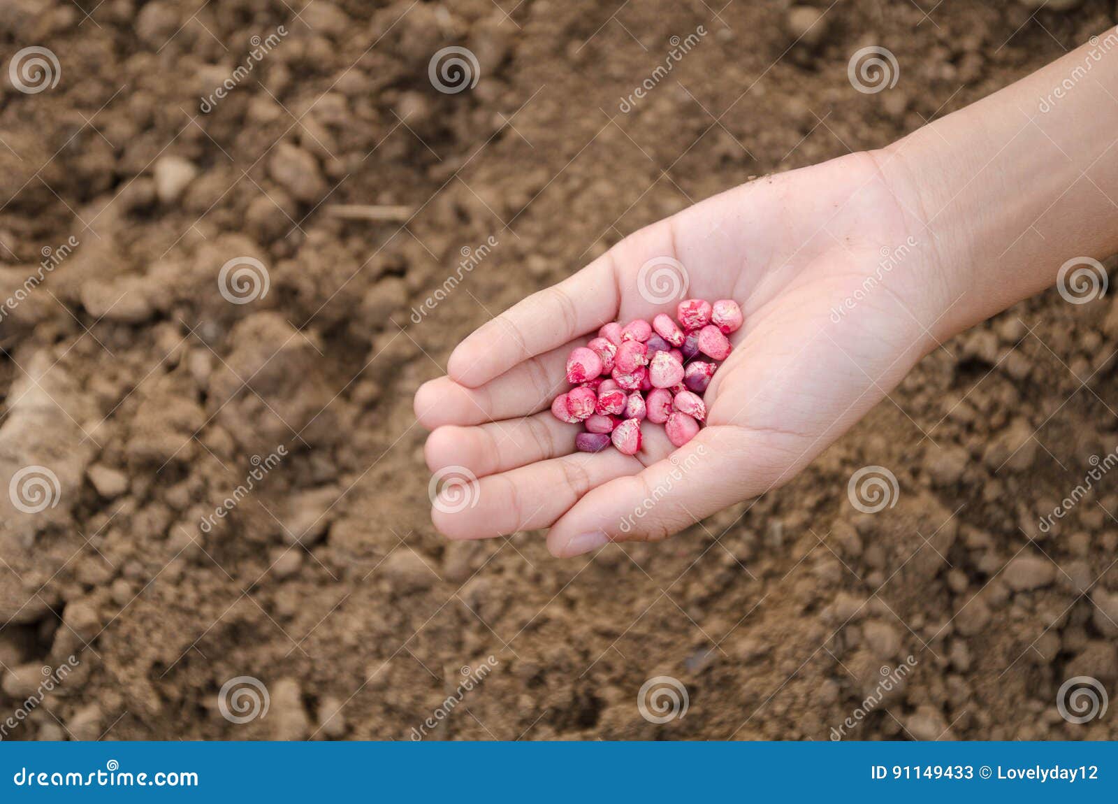 Corn Kernels on Hand for Farming Stock Image - Image of growth, closeup ...