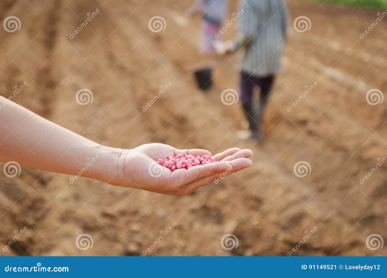 Corn Kernels on Hand for Farming Stock Image - Image of dirt, life ...