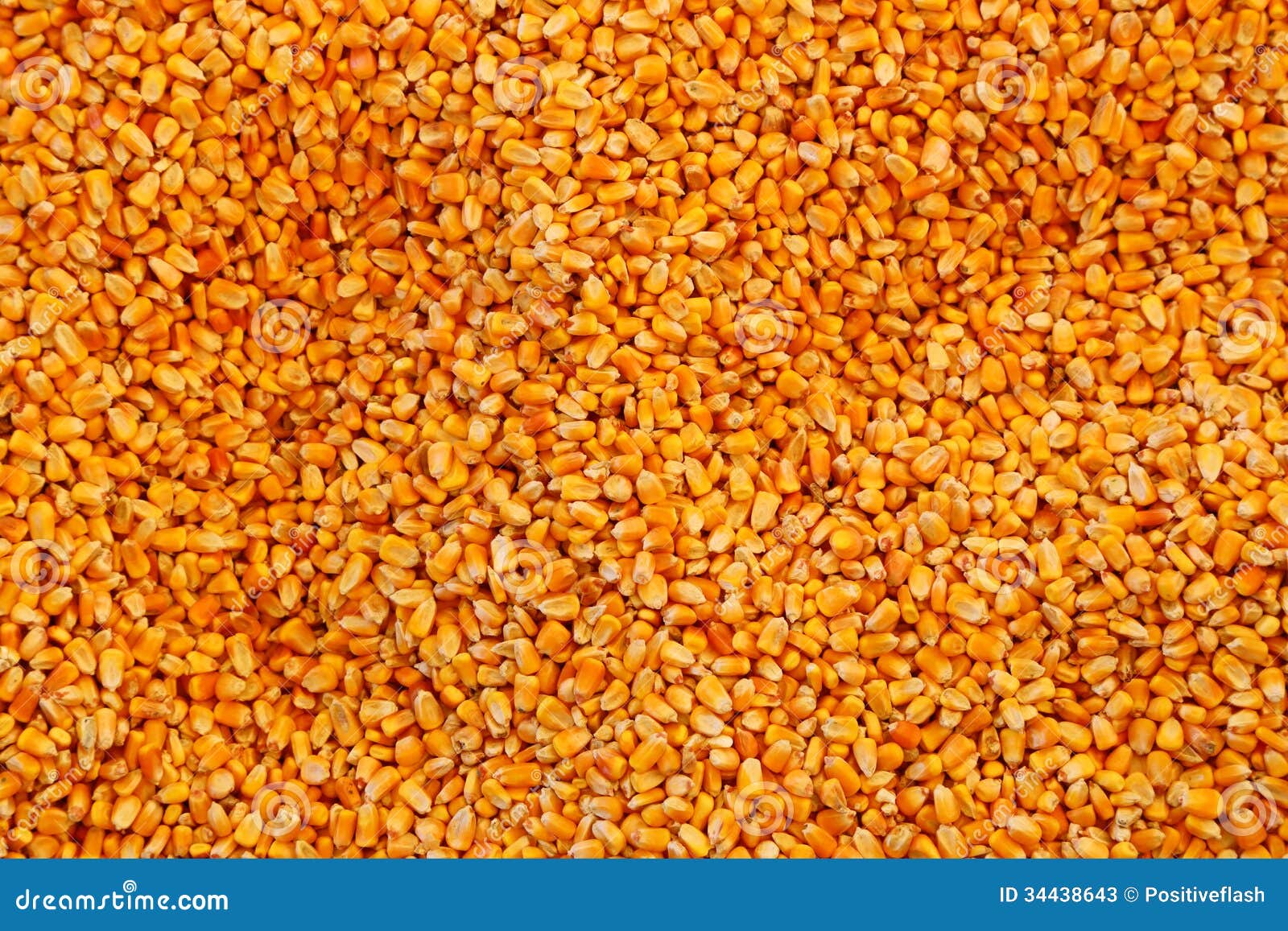 Corn Kernels stock image. Image of planting, kernel, harvested - 34438643