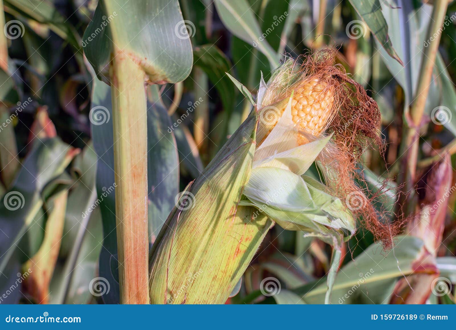 Corn kernels stock image. Image of popcorn, field, environment - 159726189