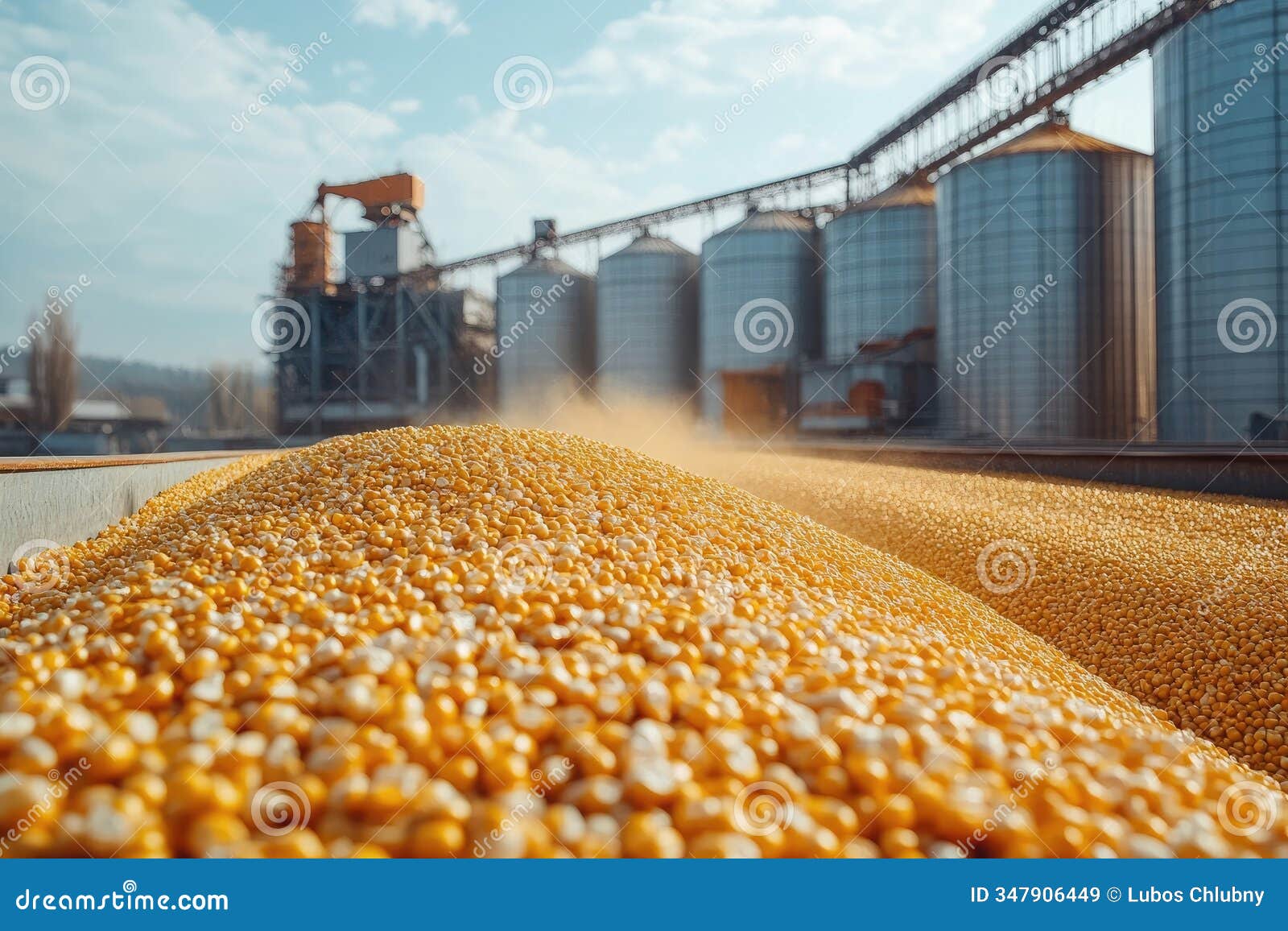 Corn Kernels Moving on Conveyor Belt into Storage Silos Stock ...