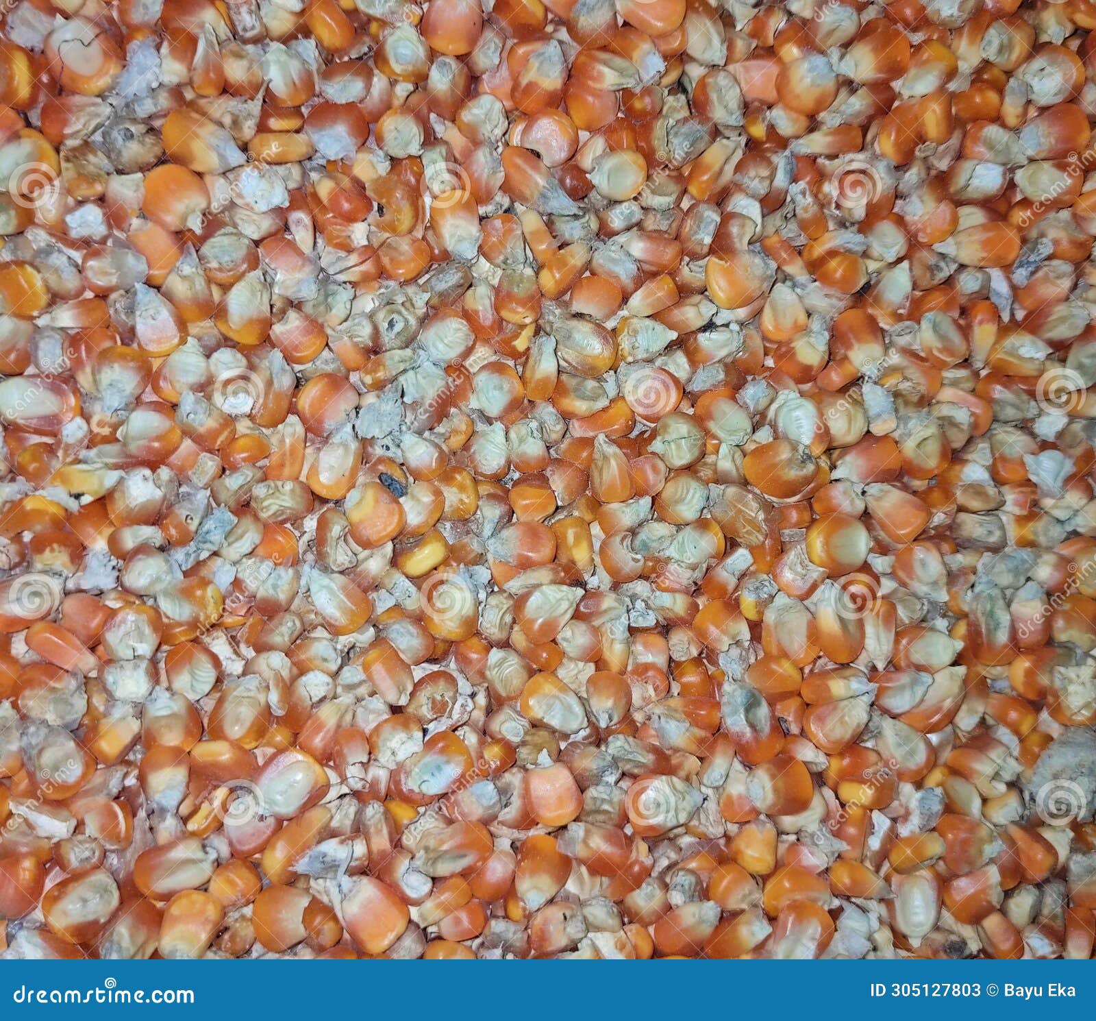 Corn Kernels that are Old and Orange in Color Stock Image - Image of ...