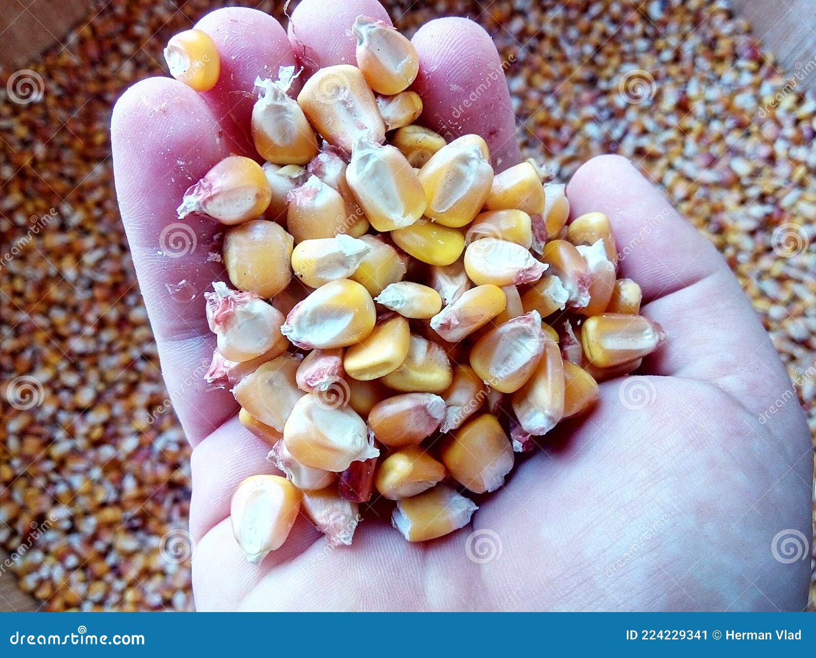 Corn kernels in the palm stock image. Image of palm - 224229341