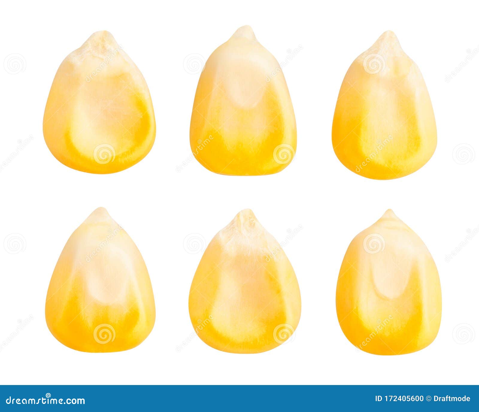 Corn kernels stock photo. Image of maize, closeup, path - 172405600