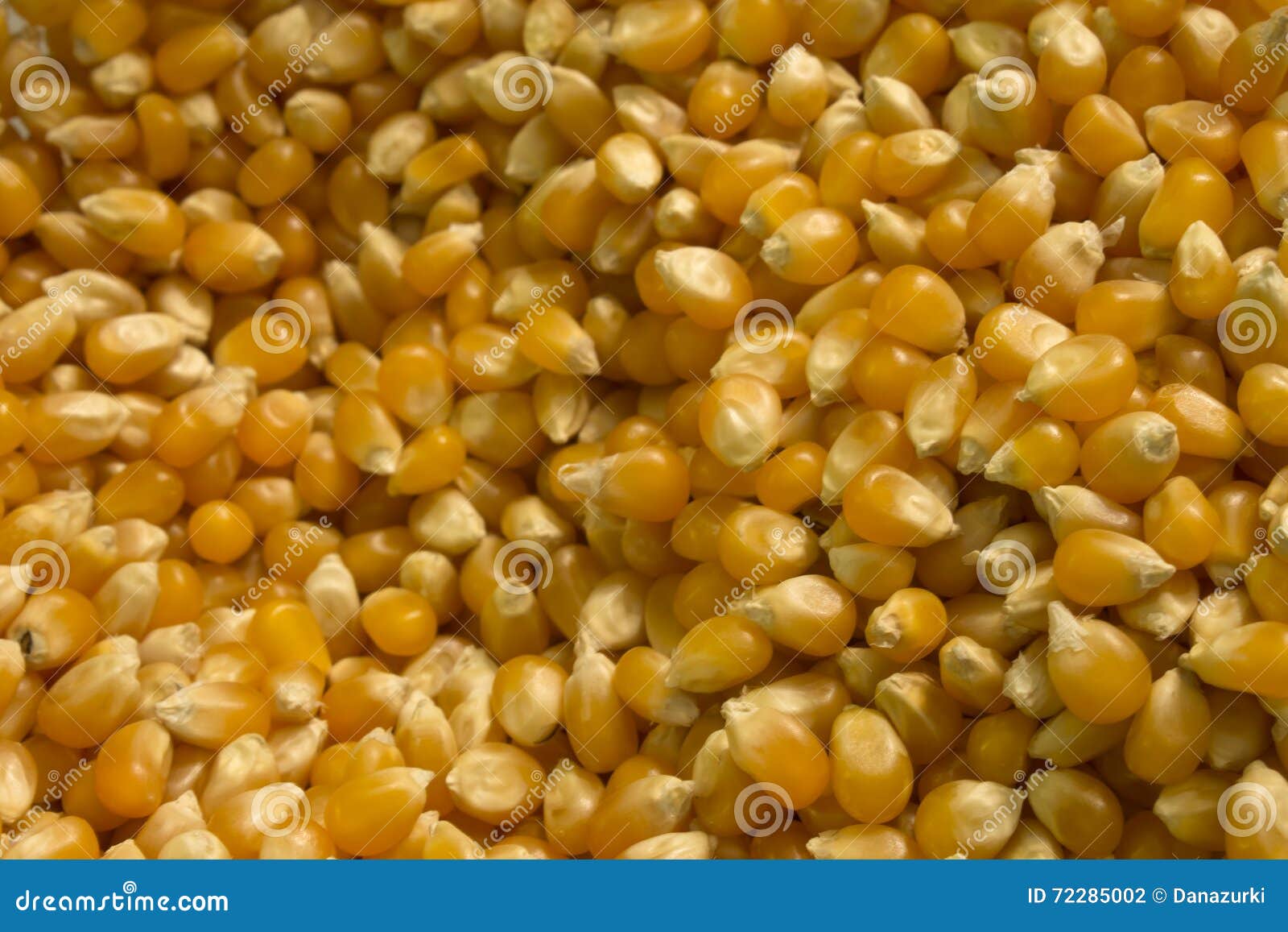Corn kernels stock photo. Image of seeds, kernels, texture - 72285002