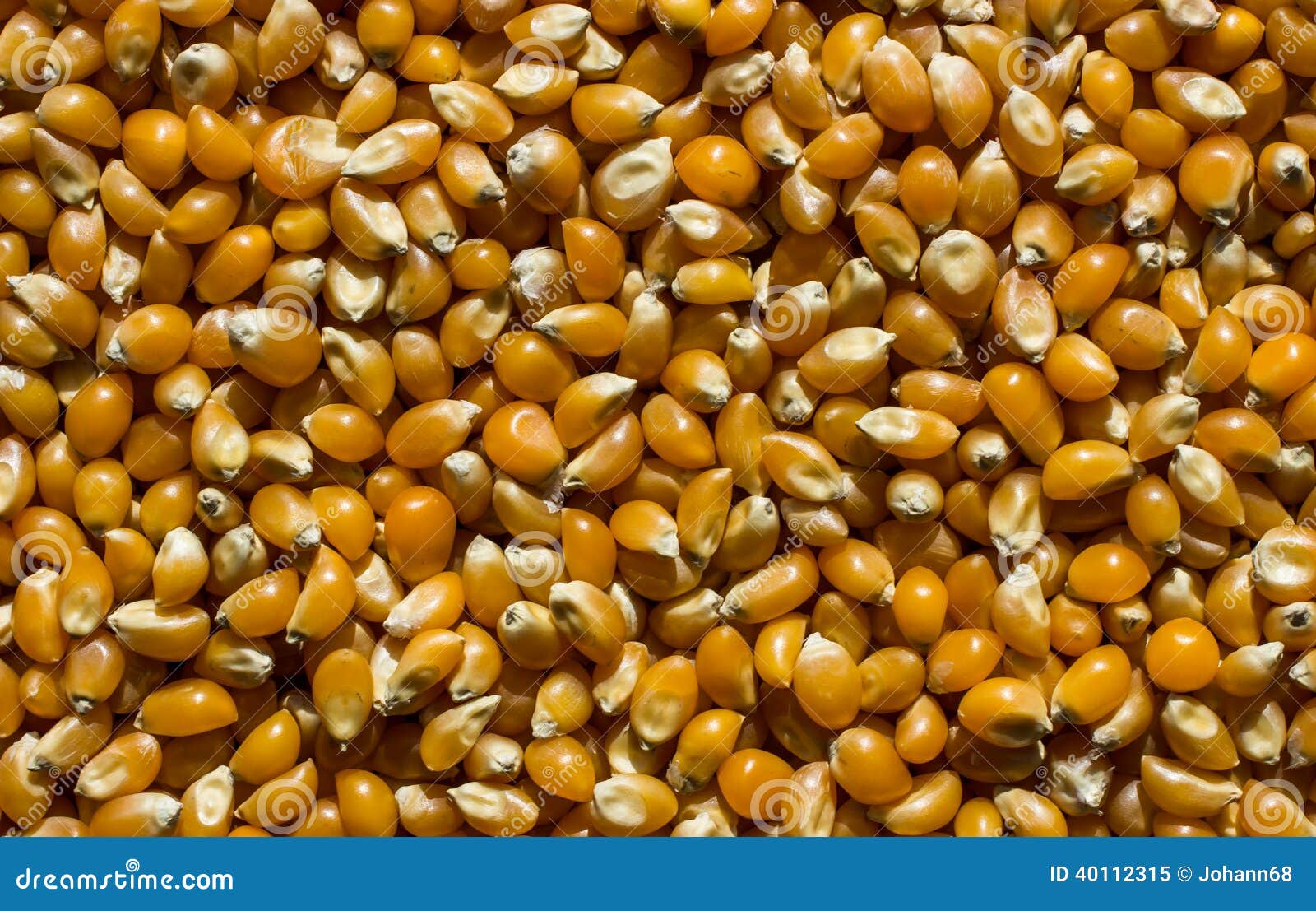 Corn kernels stock image. Image of hybrid, germ, agriculture - 40112315