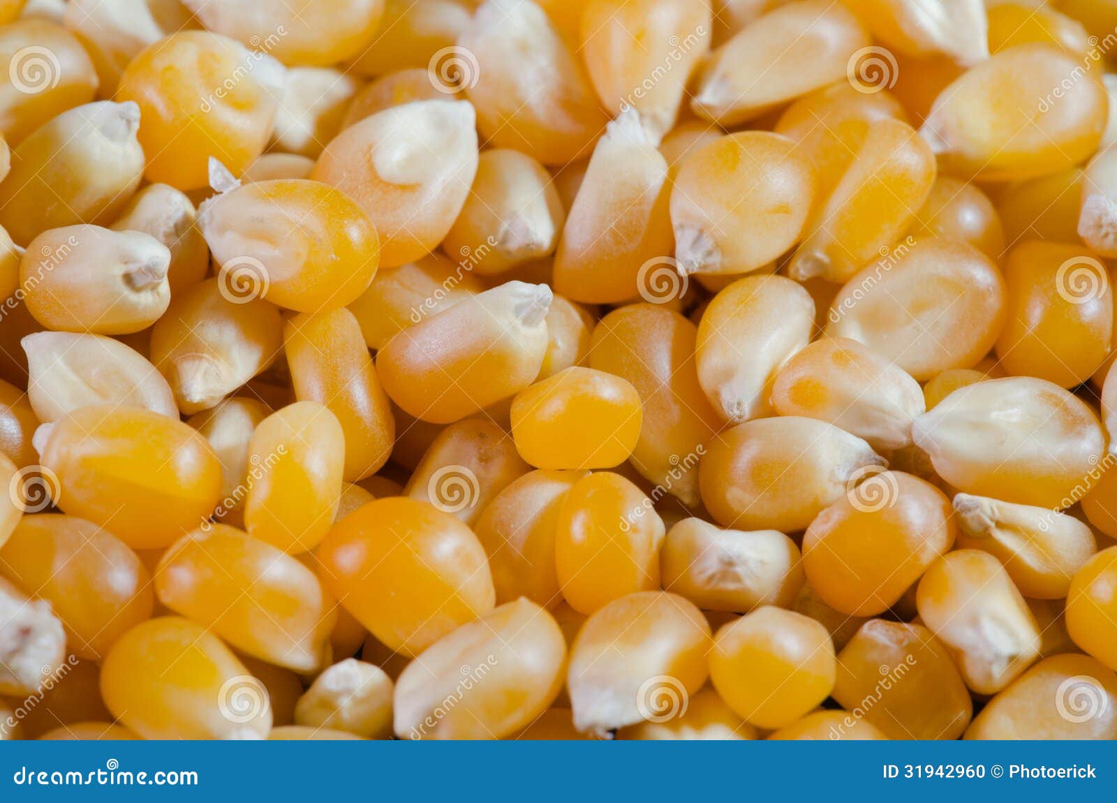 Corn kernels stock photo. Image of corn, burst, popcorn - 31942960