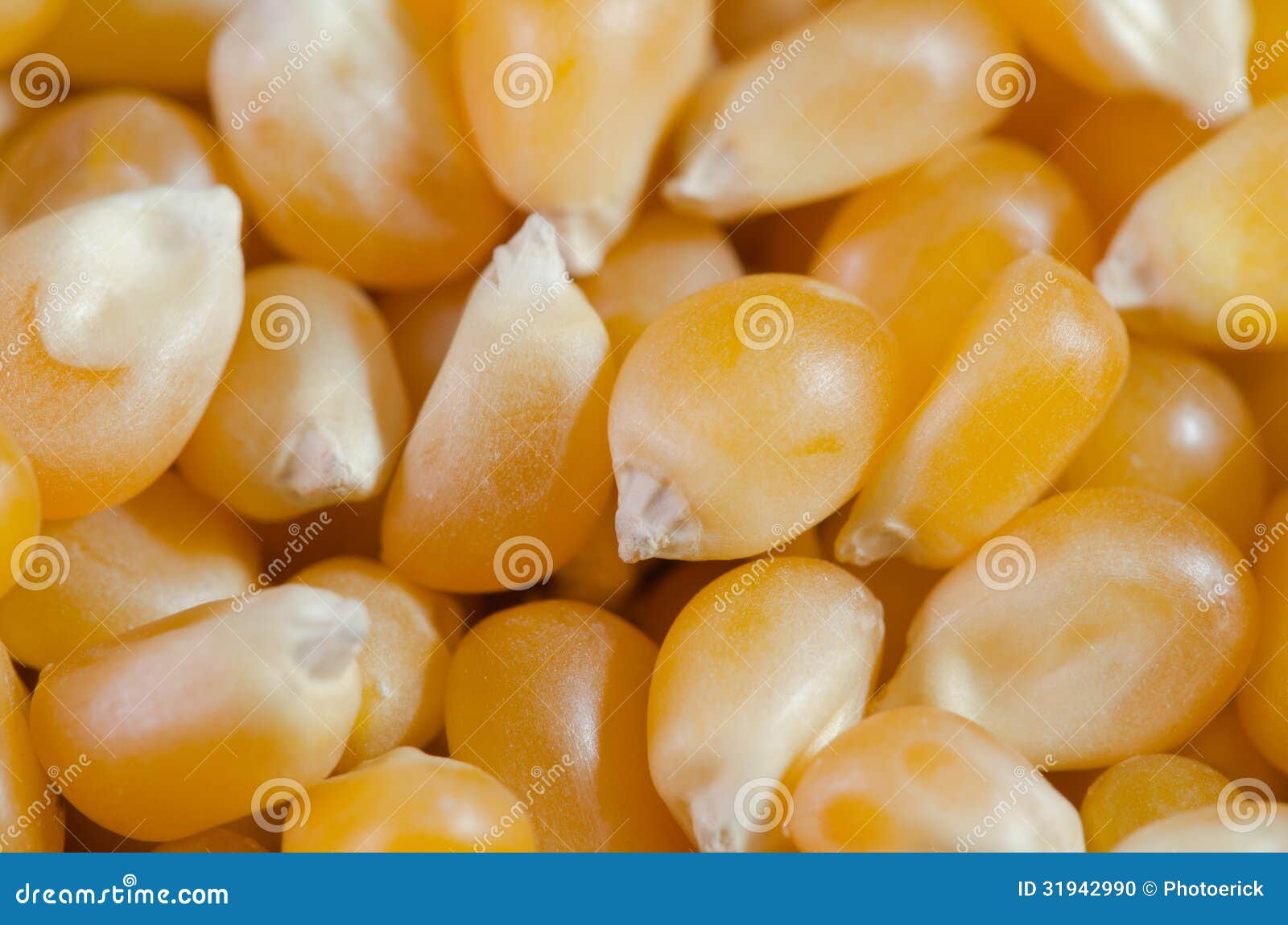 Corn kernels stock photo. Image of production, cereal - 31942990