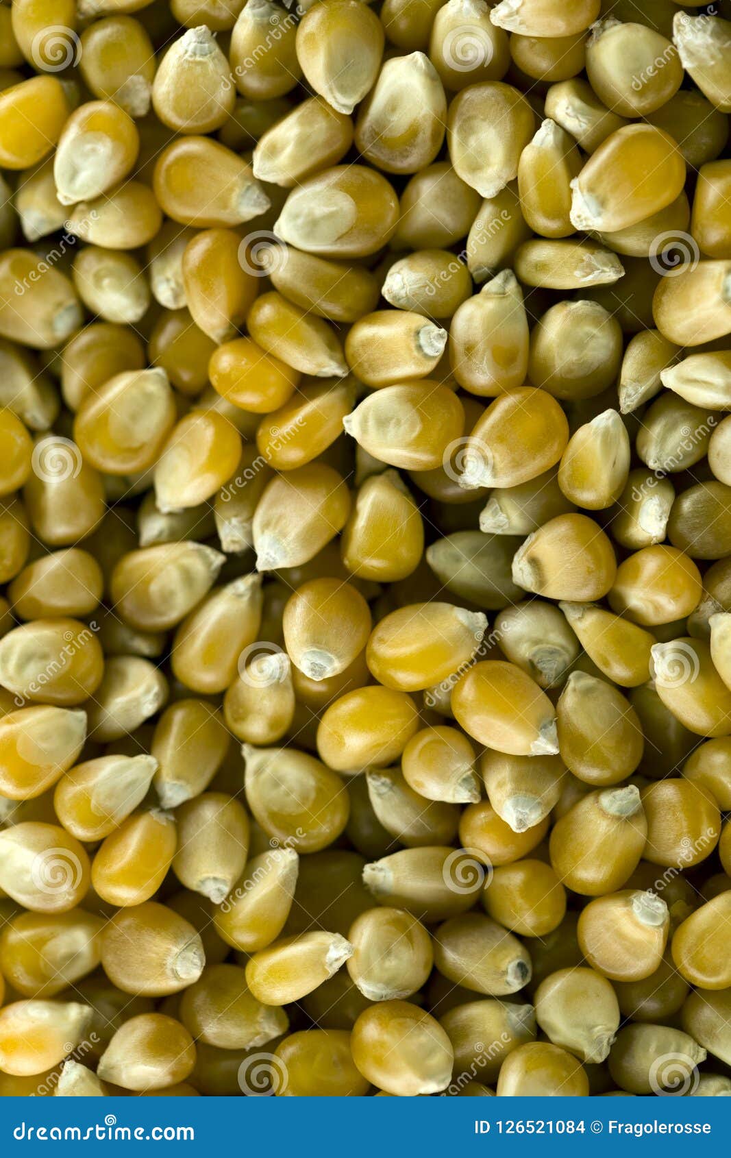 Corn kernels bio stock photo. Image of kernels, ingredient - 126521084