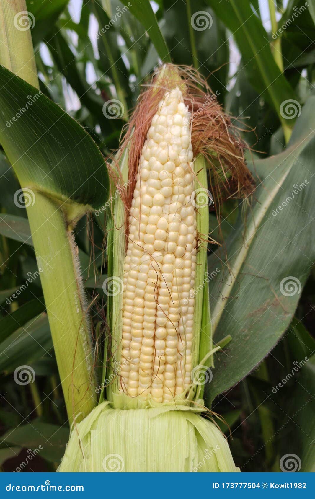 Corn with the Kernels Still Attached To the Cob on the Stalk in Organic ...