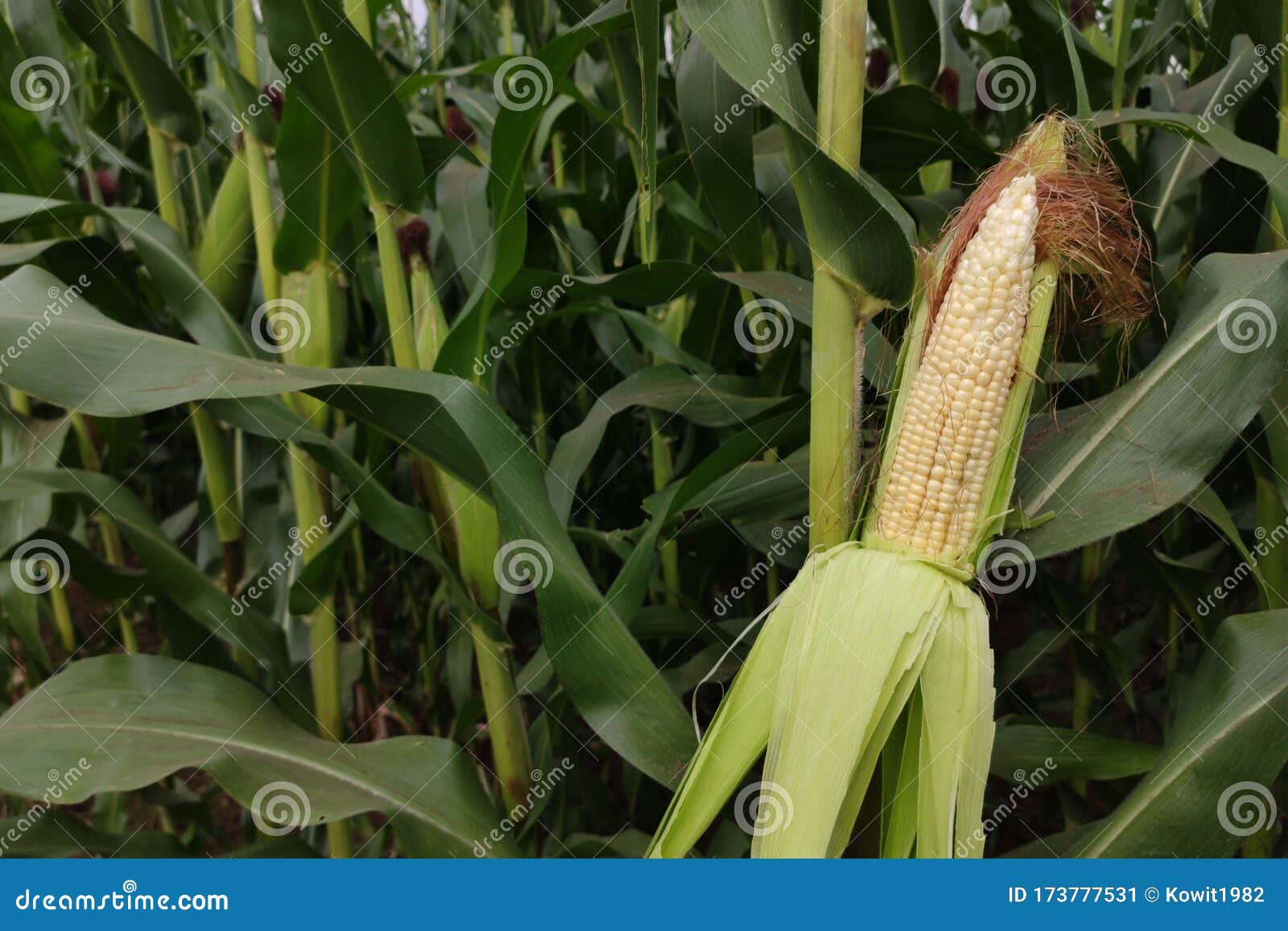 Corn with the Kernels Still Attached To the Cob on the Stalk in Organic ...
