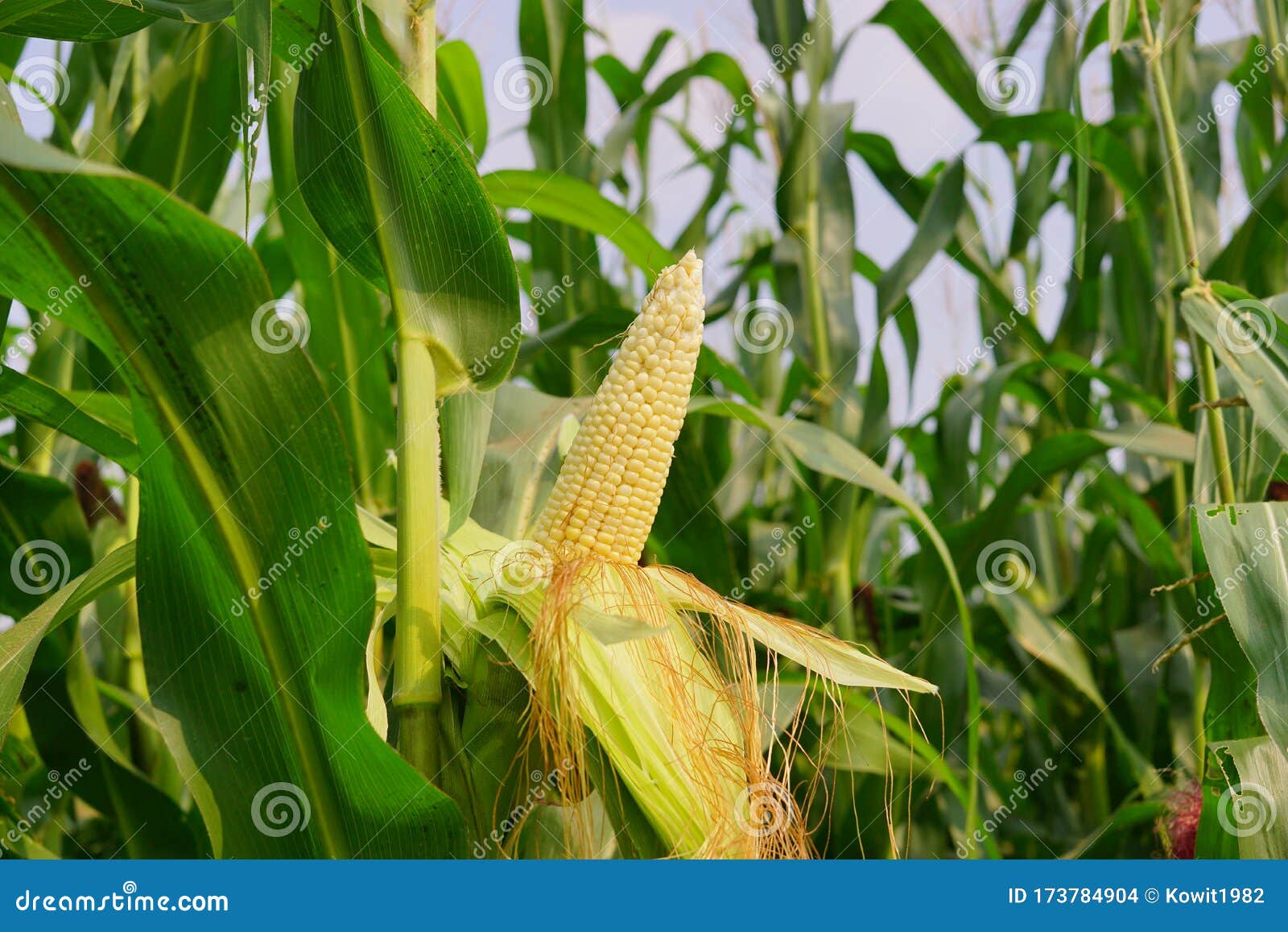 Corn with the Kernels Still Attached To the Cob on the Stalk in Organic ...