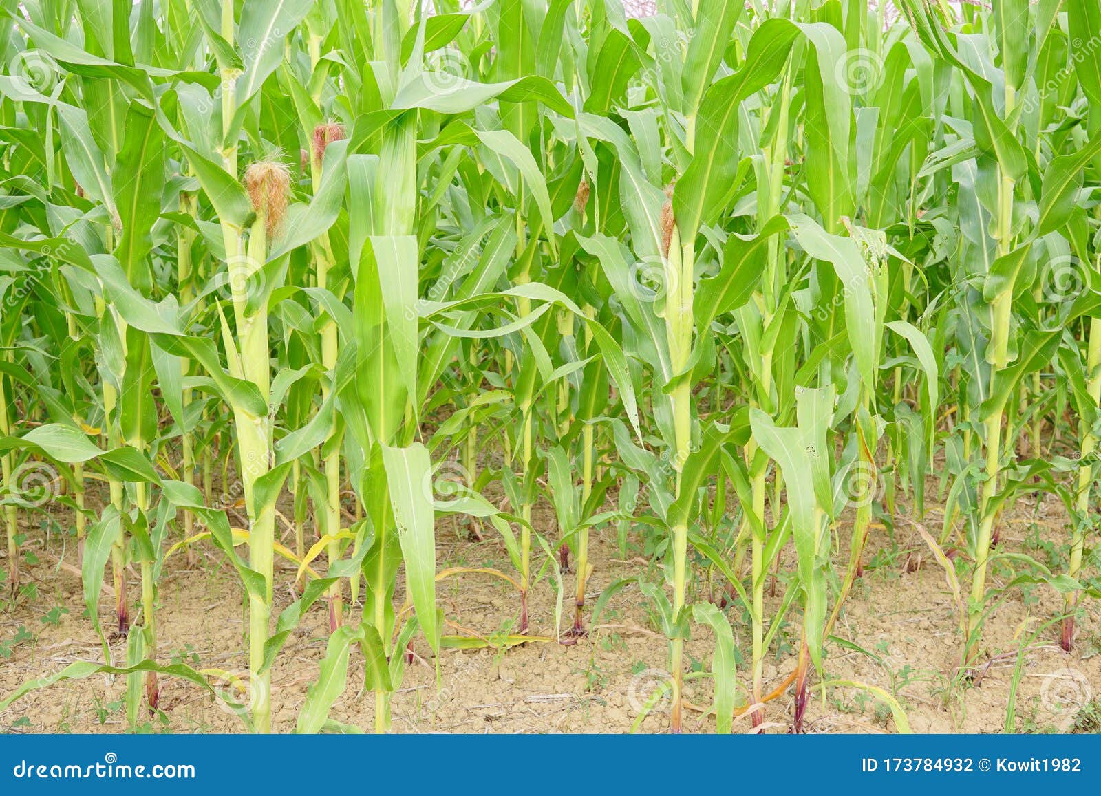 Corn with the Kernels Still Attached To the Cob on the Stalk in Organic ...