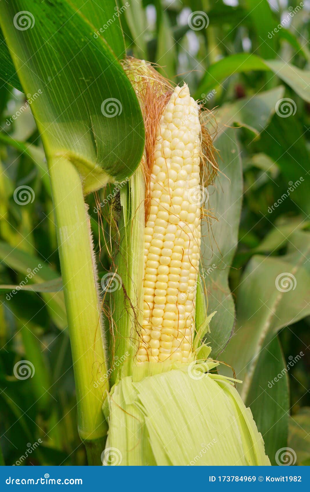 Corn with the Kernels Still Attached To the Cob on the Stalk in Organic ...
