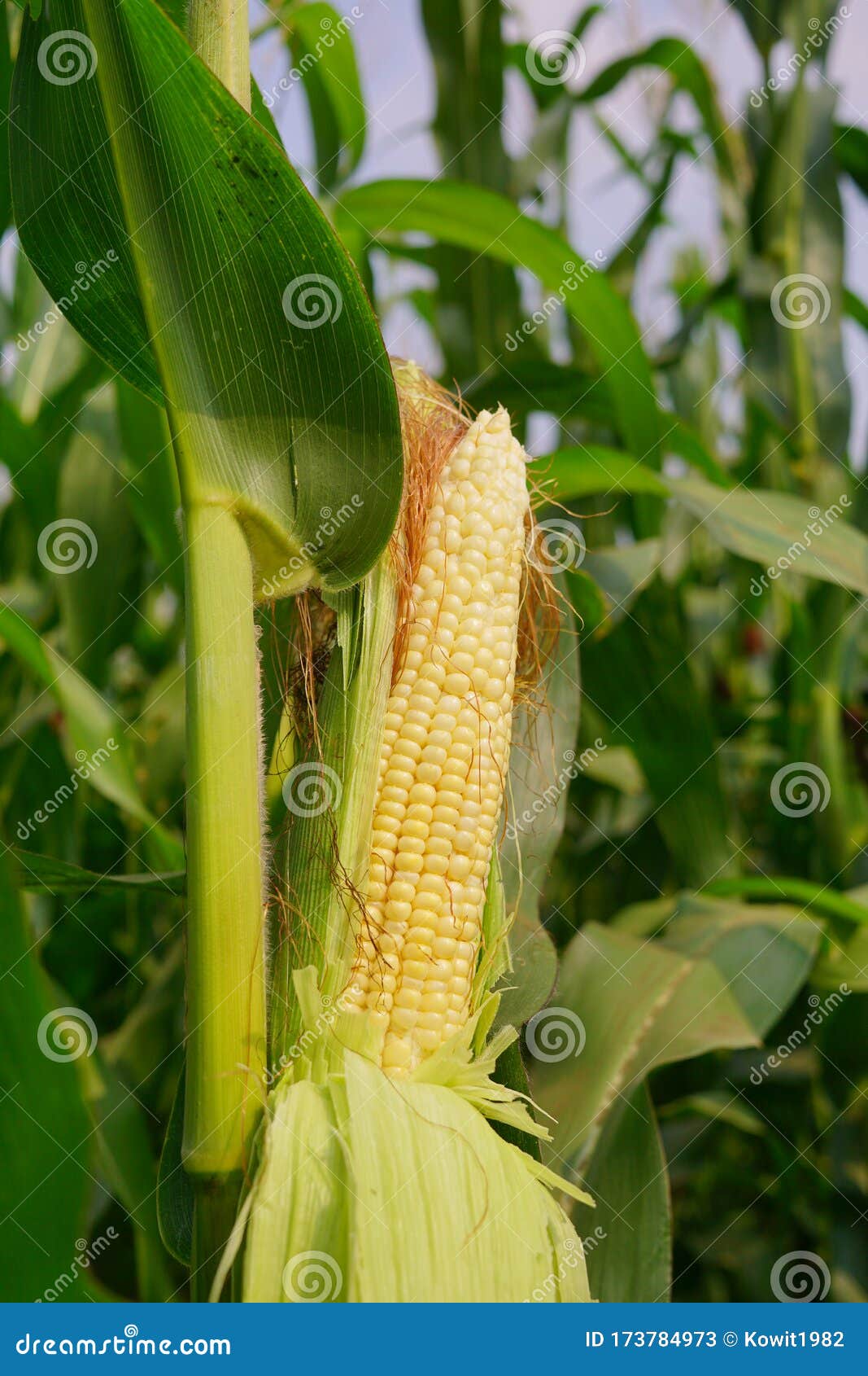 Corn with the Kernels Still Attached To the Cob on the Stalk in Organic ...