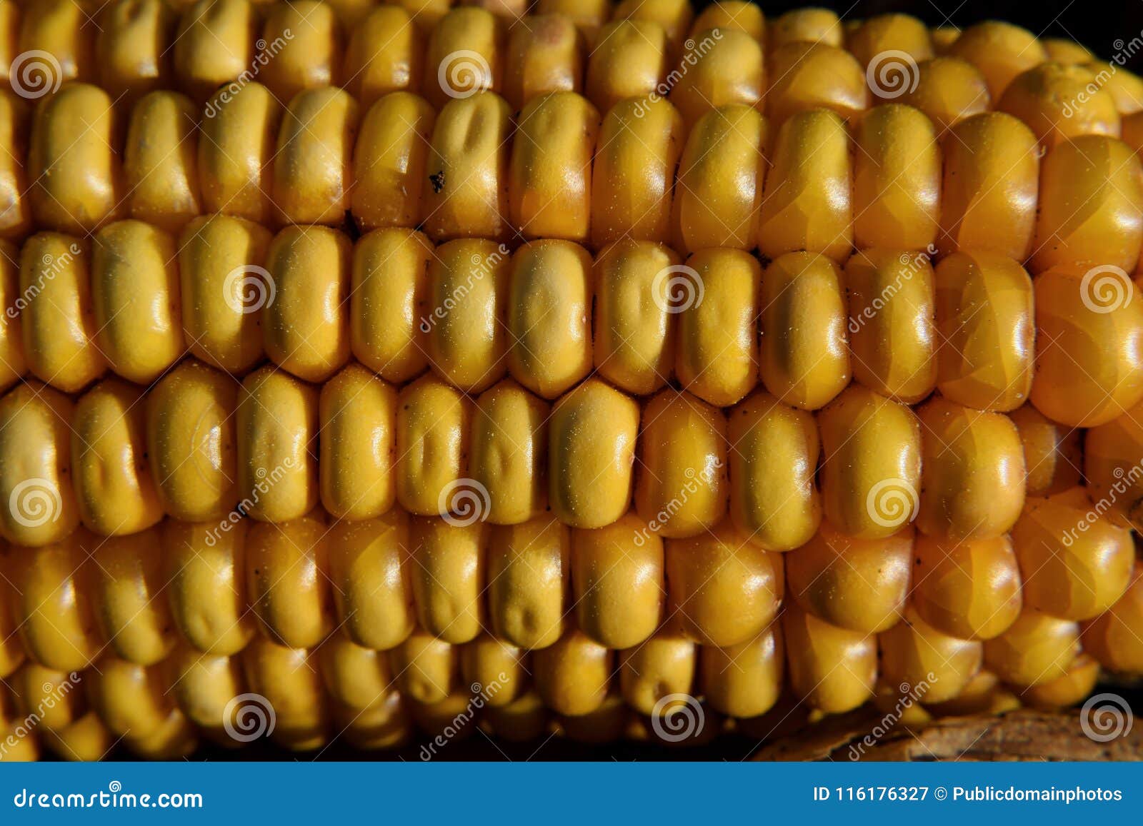 Corn Kernels, Sweet Corn, Corn On The Cob, Vegetarian Food Picture ...