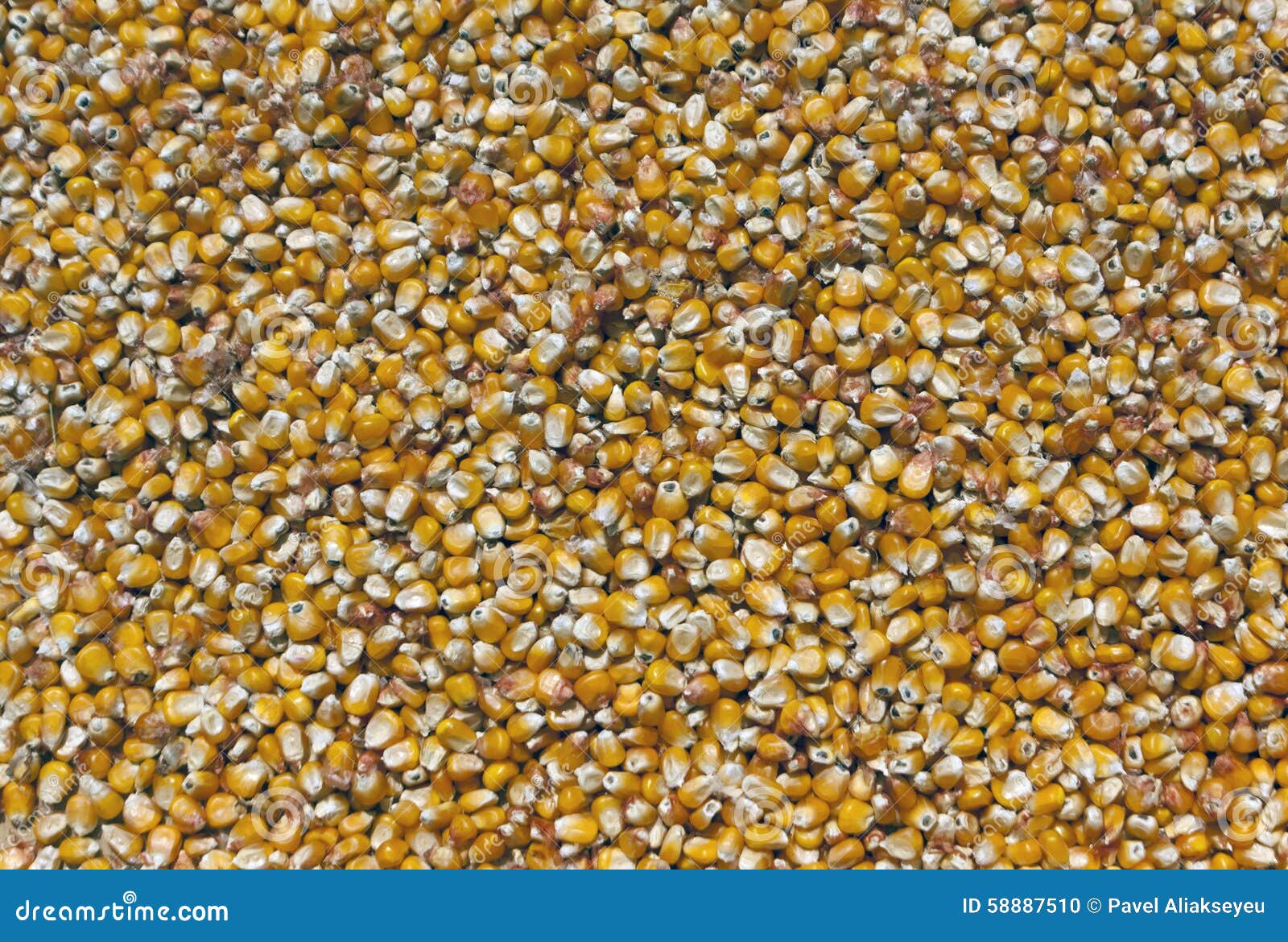 Corn kernels. stock photo. Image of closeup, golden, grain - 58887510