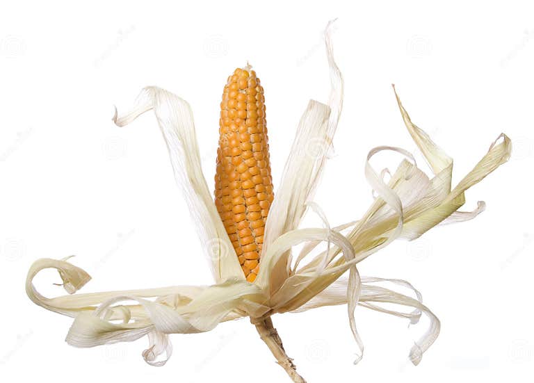 Corn Knob Isolated on White Stock Image - Image of nutrition ...