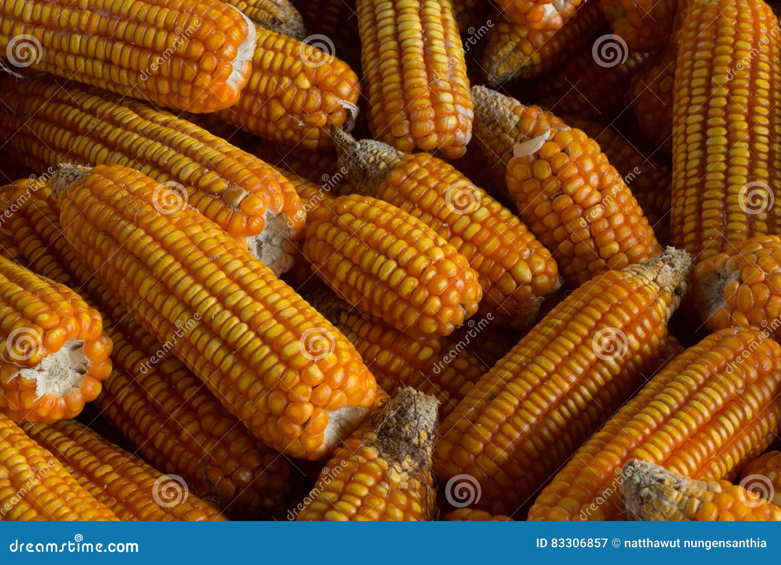 Corn laid lined the ground stock image. Image of abstrack - 83306857