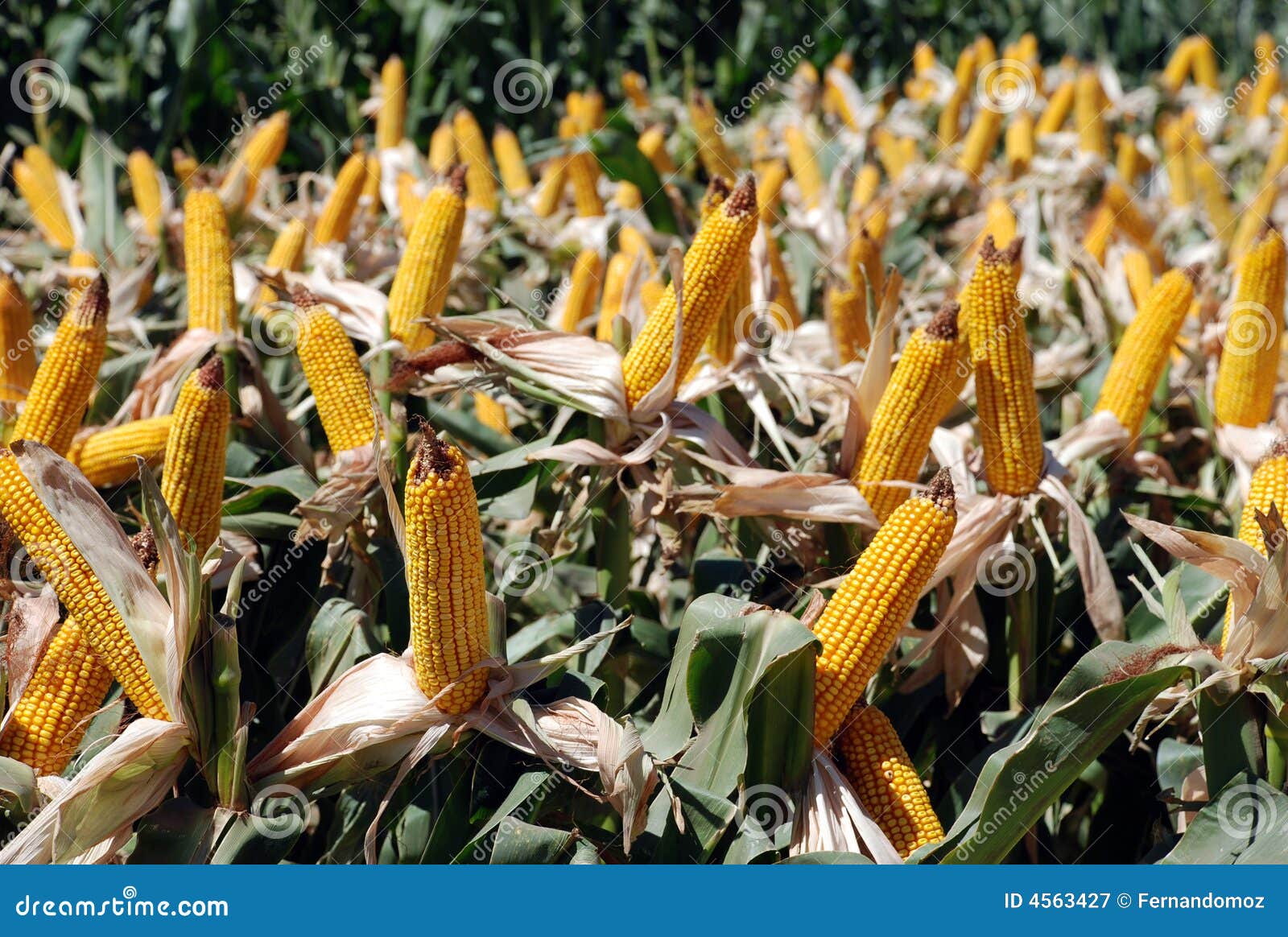 Corn Land Picture. Image: 4563427