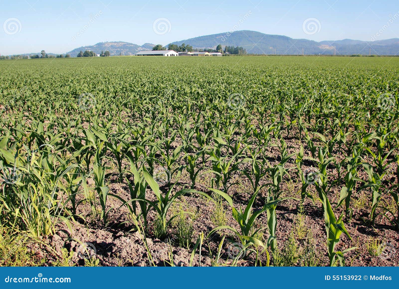 Corn Landscape stock photo. Image of green, growing, outdoor - 55153922