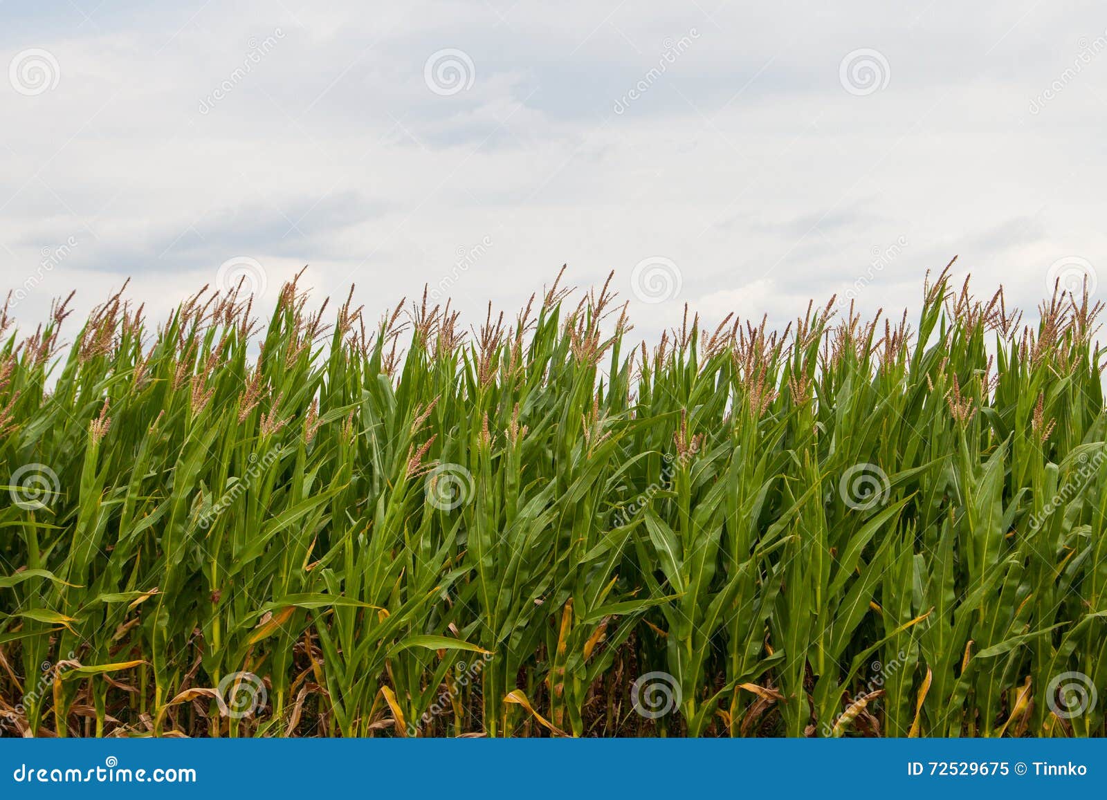 Corn stock image. Image of rocker, green, landscape, cereal - 72529675