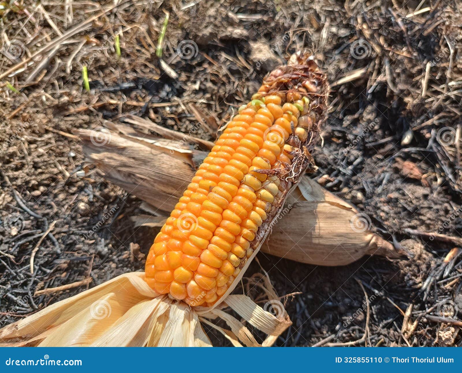 Corn with the Latin Name Zea Mays is on Burnt Land Stock Photo - Image ...