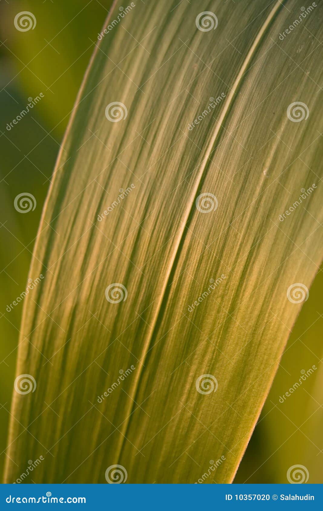 Corn leaf stock photo. Image of background, leaves, stalk - 10357020