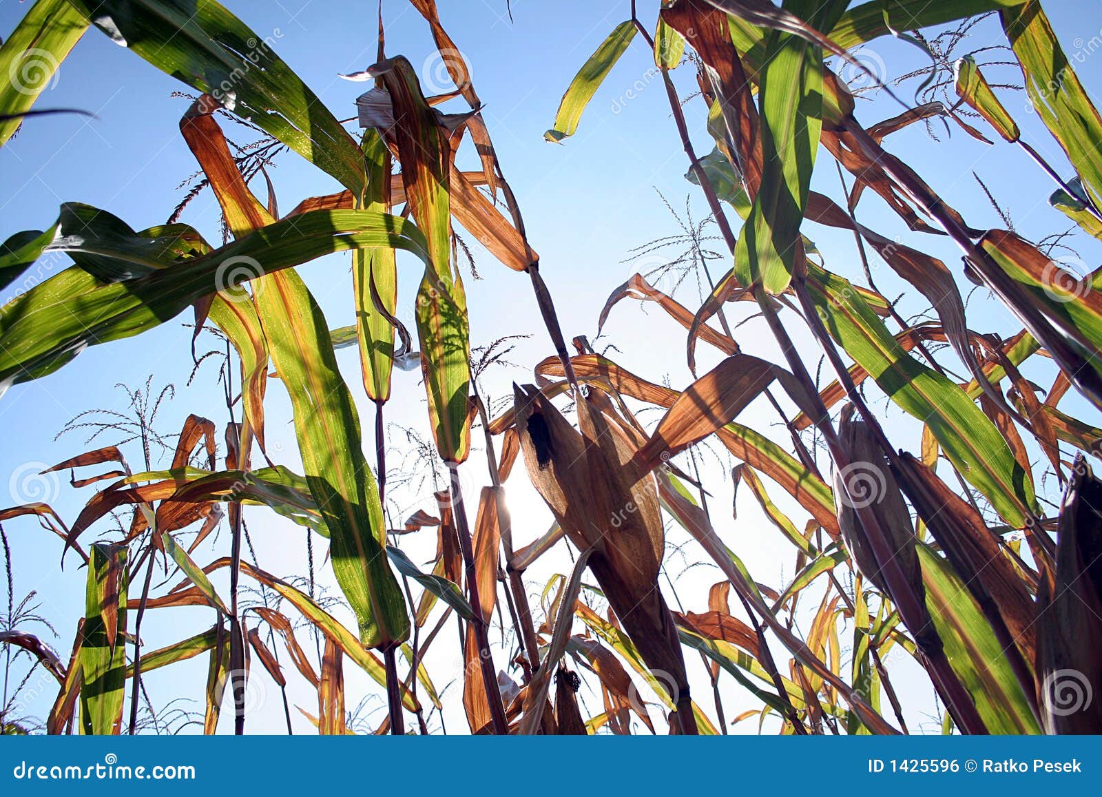 Corn leaf stock photo. Image of nutrition, mais, corn - 1425596