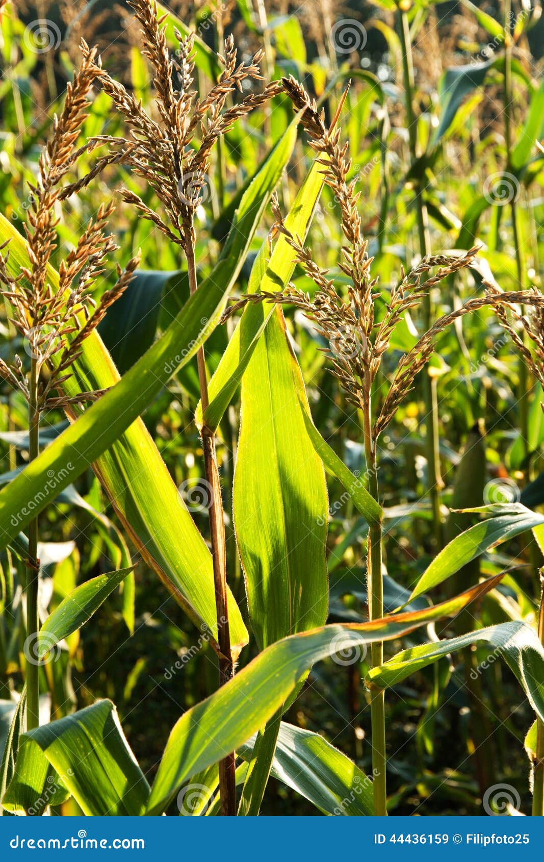 Corn leaf stock image. Image of country, detail, ground - 44436159