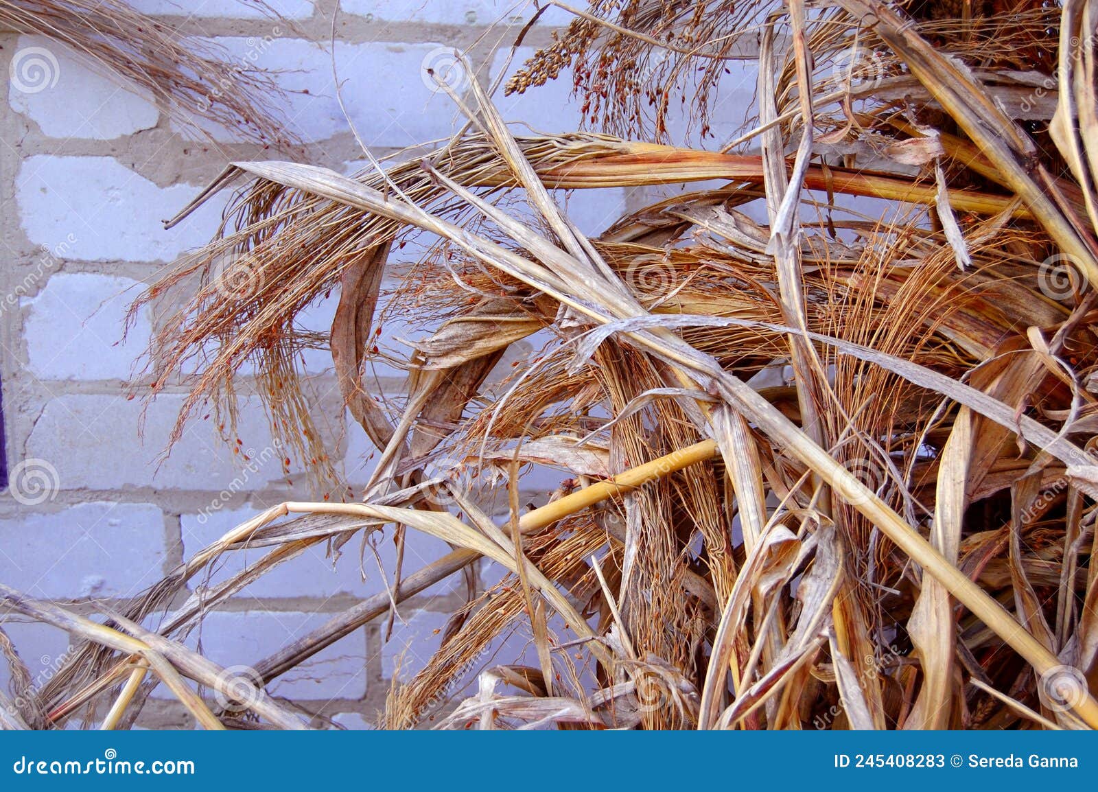 Corn Leaf Brick Wall stock image. Image of ukrainian - 245408283