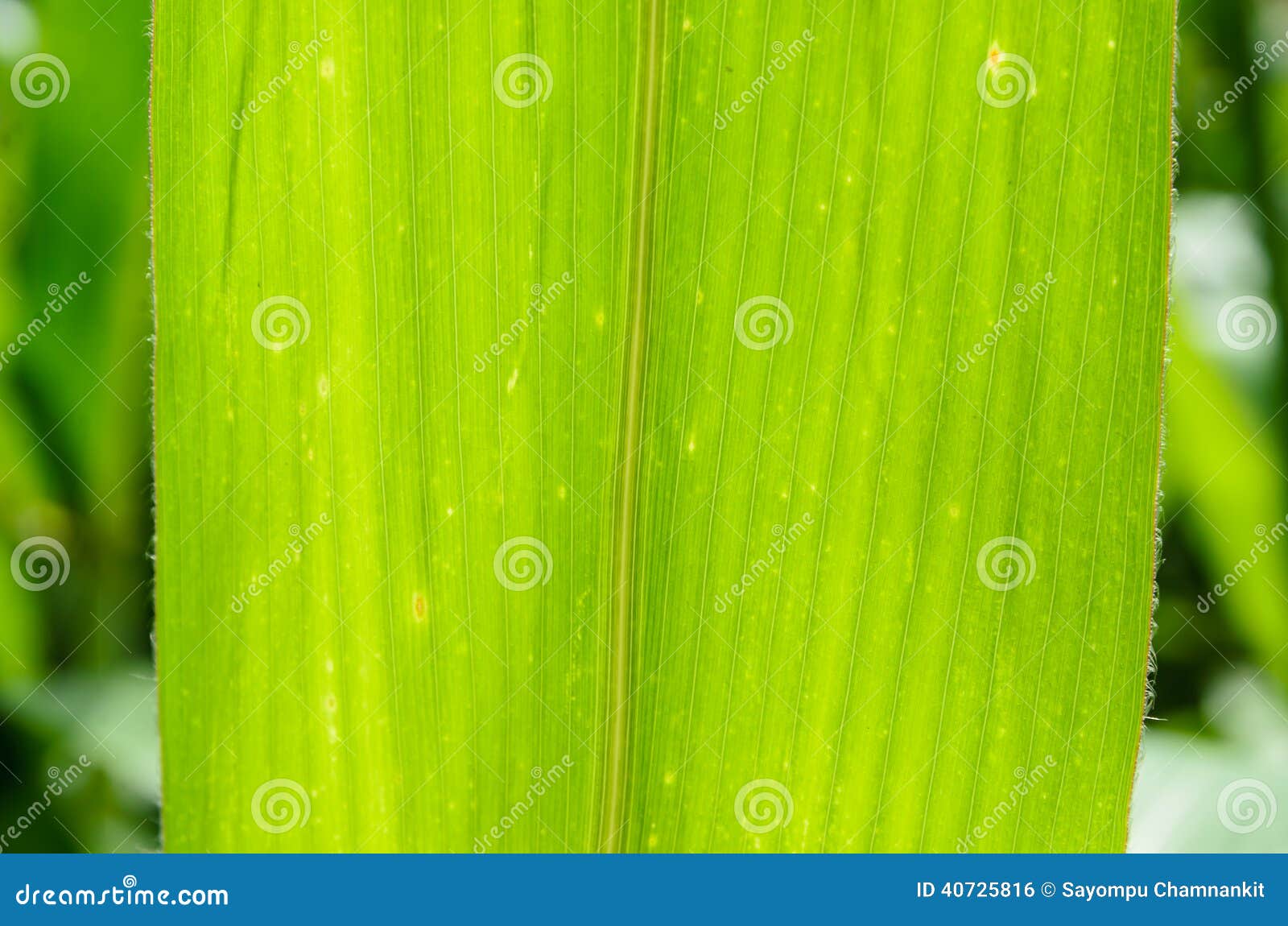 Corn leaf stock photo. Image of single, seed, sunlight - 40725816