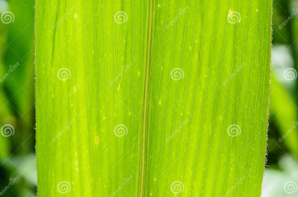 Corn leaf stock photo. Image of single, seed, sunlight - 40725816