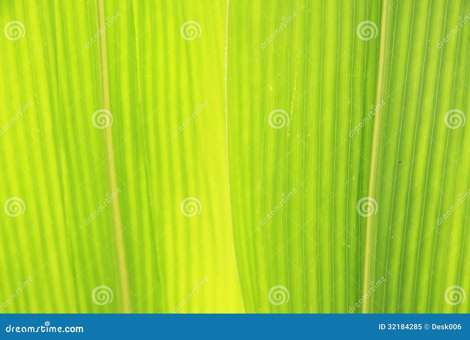 Corn Leaf close-up stock image. Image of farming, background - 32184285