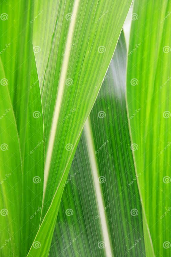 Corn Leaf close-up stock photo. Image of wallpaper, background - 32184778