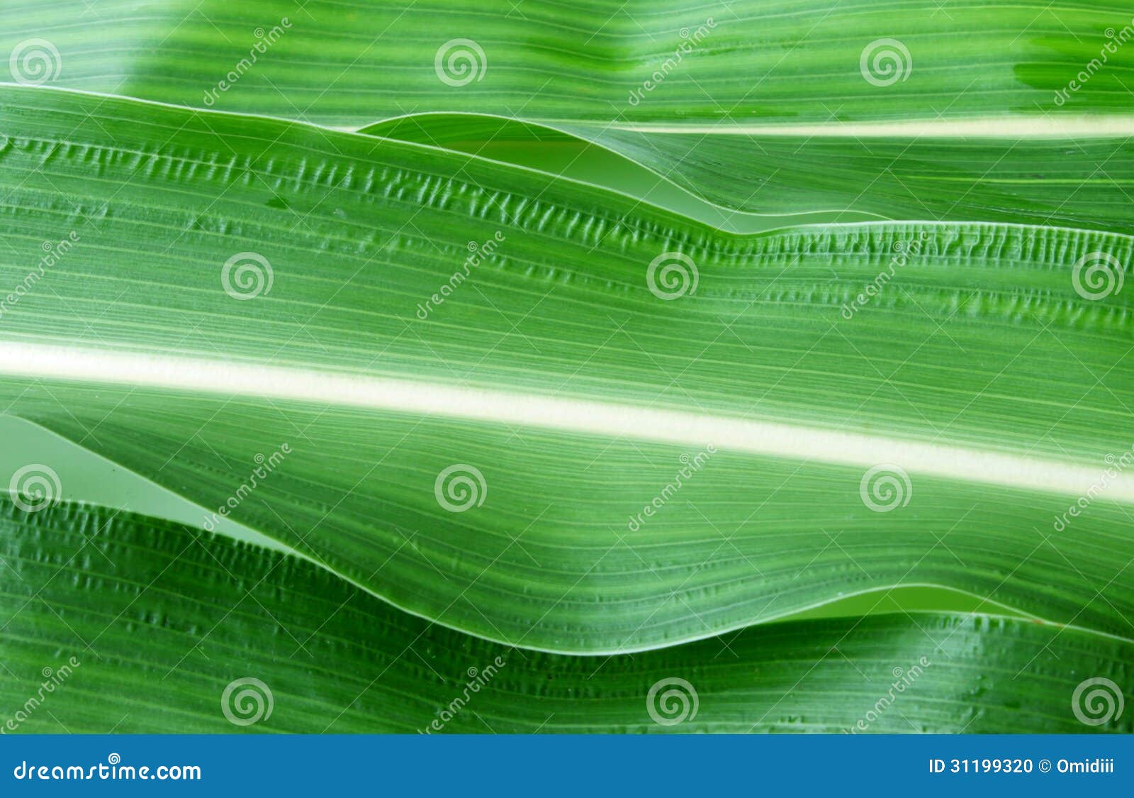 Corn Leaf Texture Royalty-Free Stock Photo | CartoonDealer.com #26575149