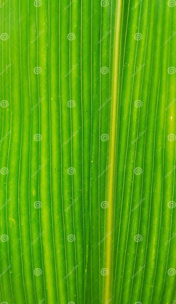 Corn Leaf stock photo. Image of idea, corn, healthy, leaf - 31836052