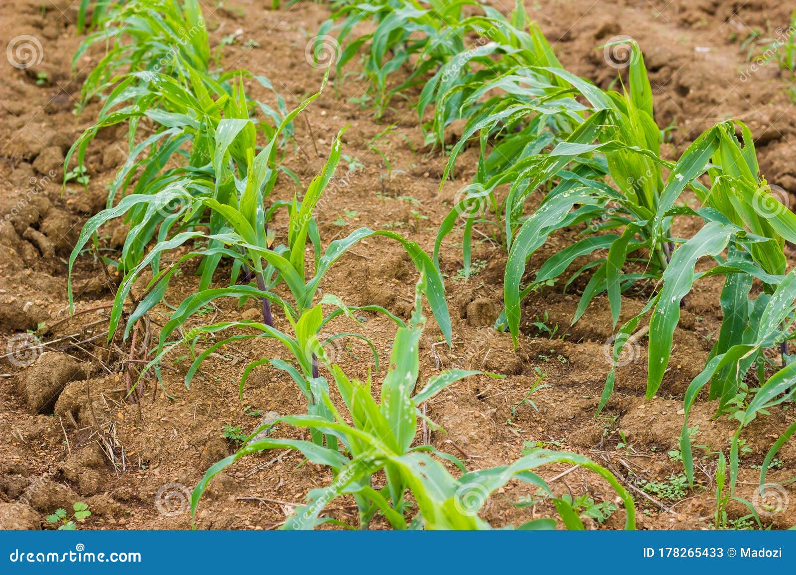 Corn Leaf Damage by Insect and Worm Stock Image - Image of crop ...