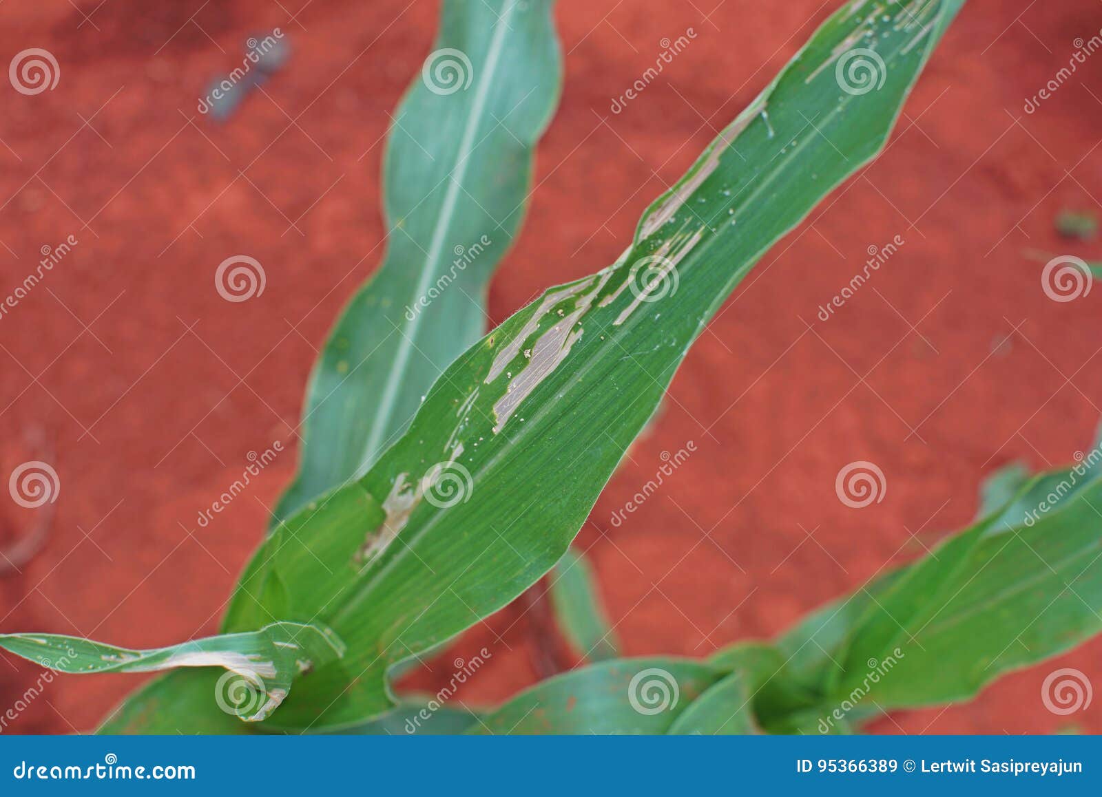 Corn leaf damage from worm stock image. Image of agriculture - 95366389