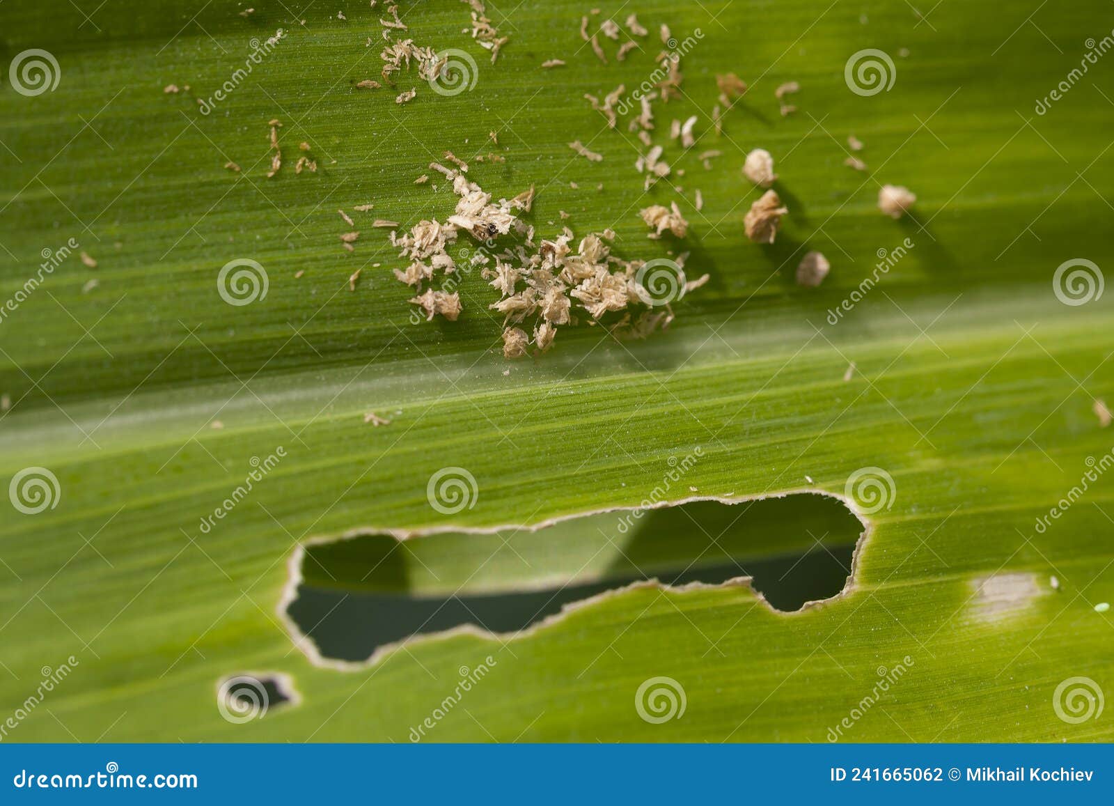 Corn Leaf Damaged by Fall Armyworm Spodoptera Frugiperda Stock Photo ...