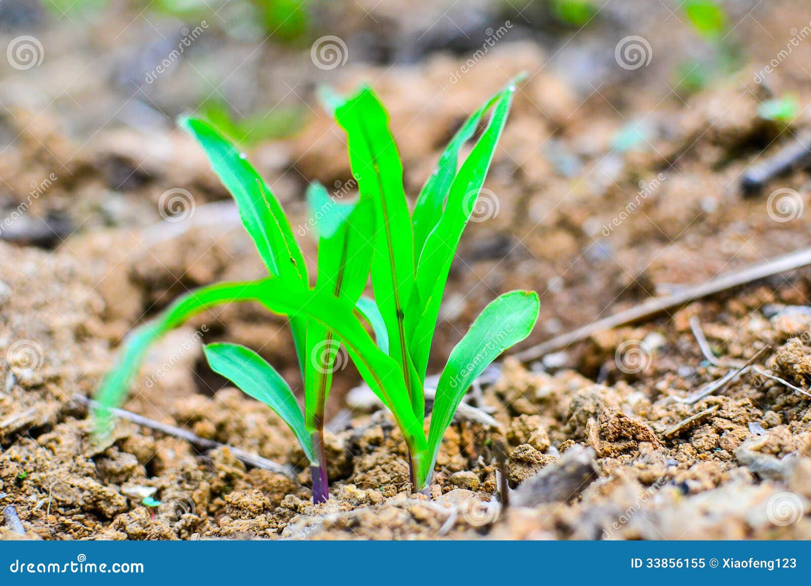 Corn leaf stock image. Image of growing, macro, leaf - 33856155