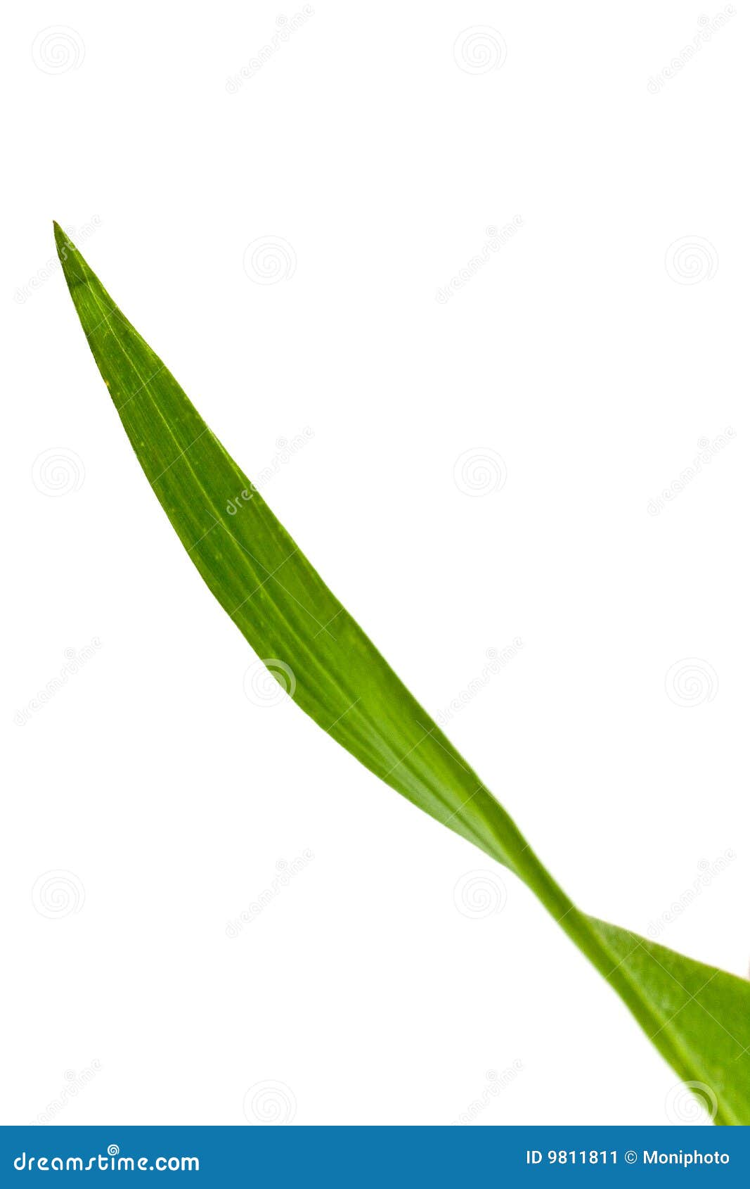 Corn Leaf ,isolated on White Stock Image - Image of farm, closed: 9811811