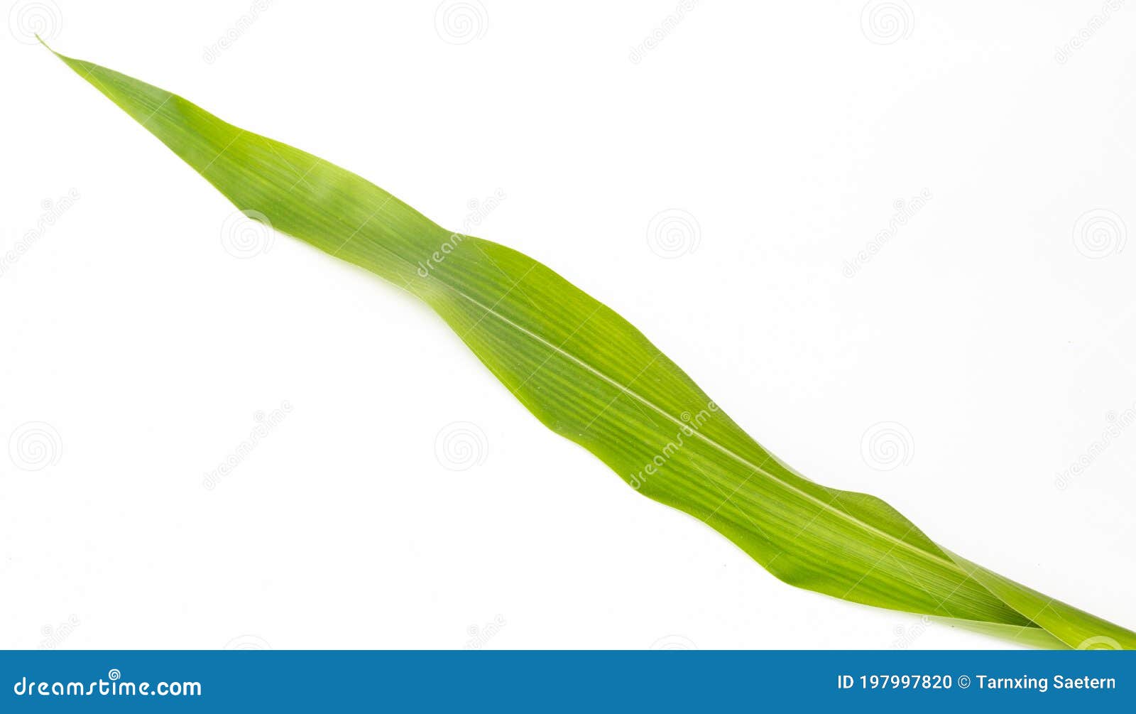 Corn Leaf ,isolated on White Background Stock Photo - Image of african ...