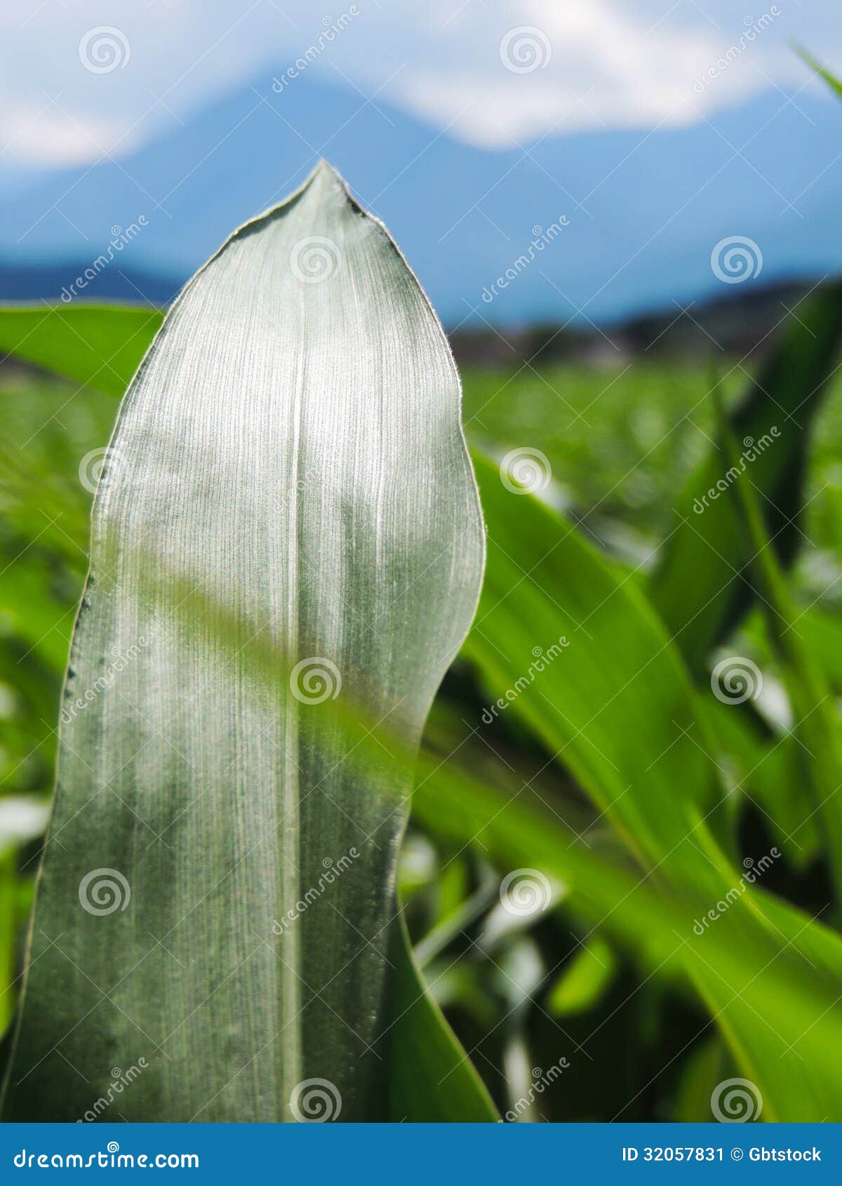 A corn leaf. stock image. Image of farmer, environment - 32057831